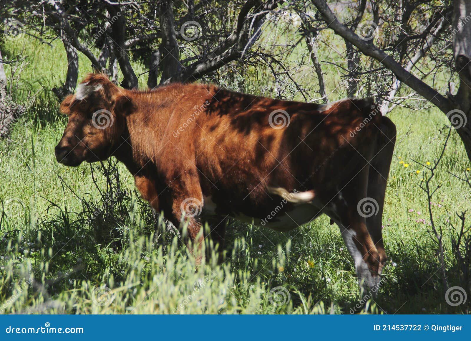Cow in the Shadow of the Trees. Stock Photo - Image of trees, animal ...