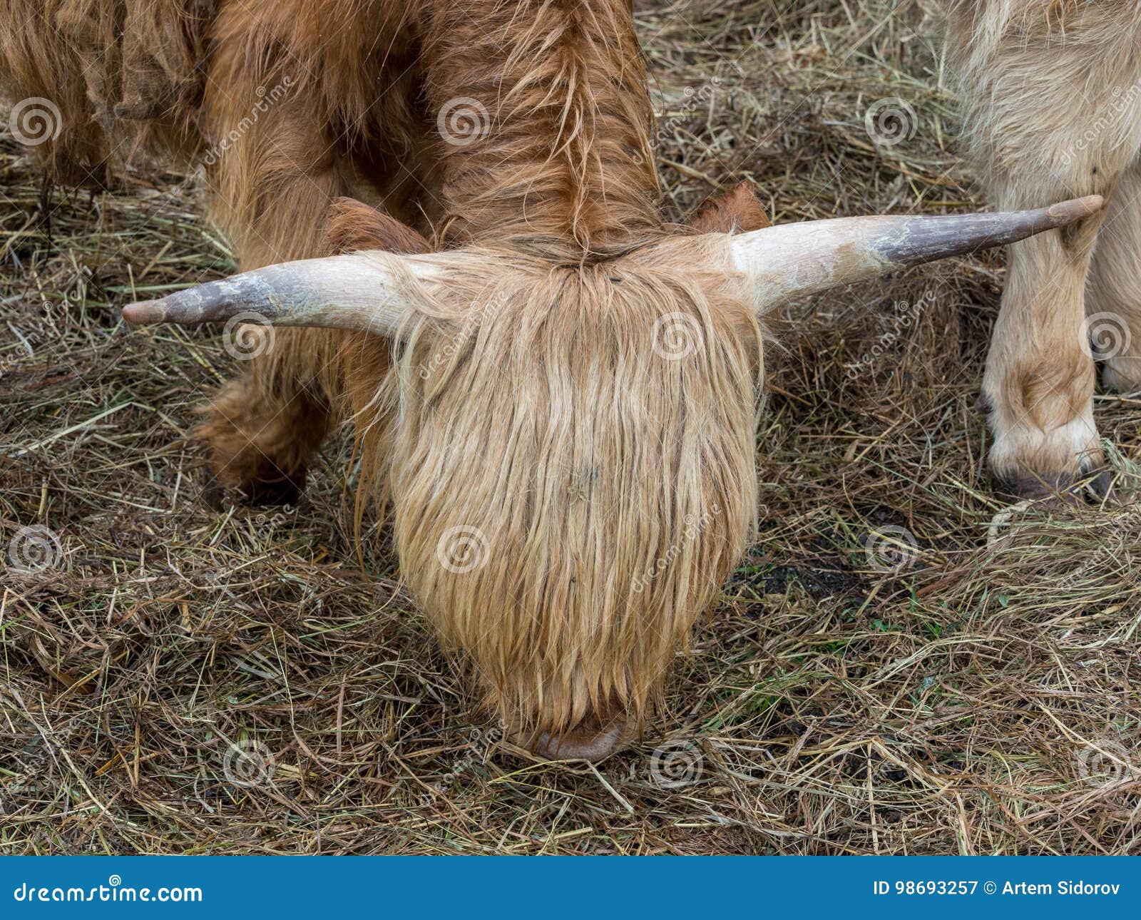 Cow shaggy стоковое изображение. изображение насчитывающей ангстрома ...