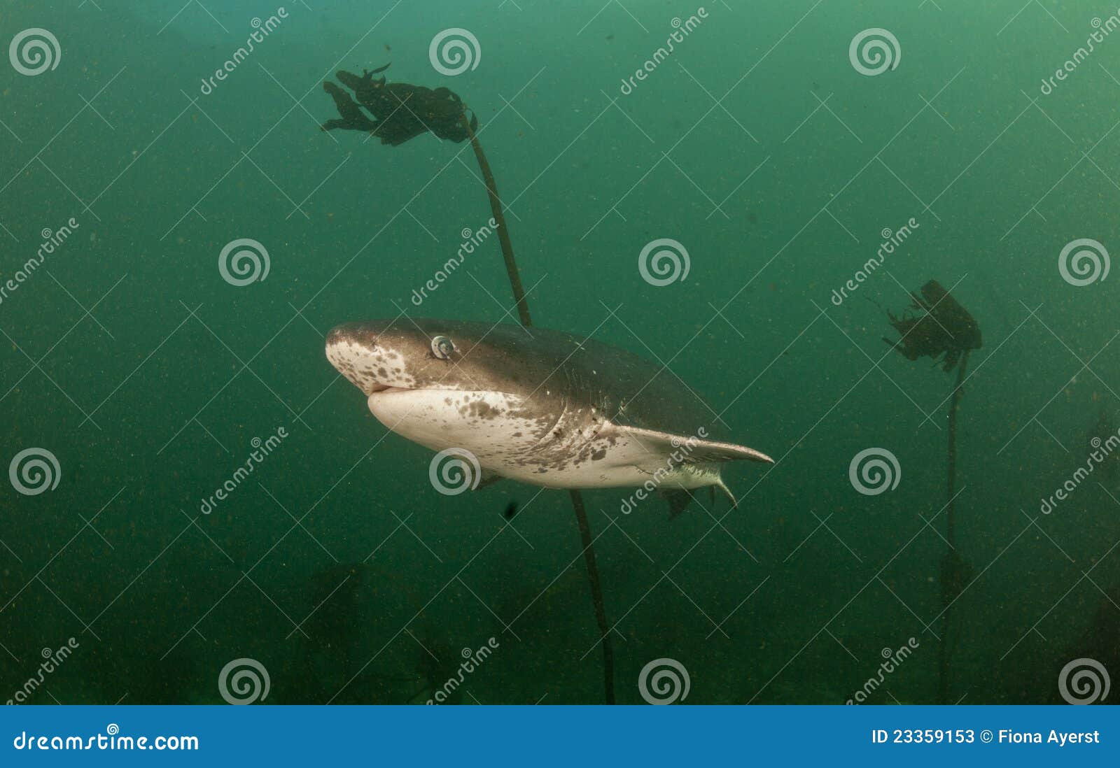 Cow Shark or Seven Gills Shark Stock Image - Image of animal, cowshark ...