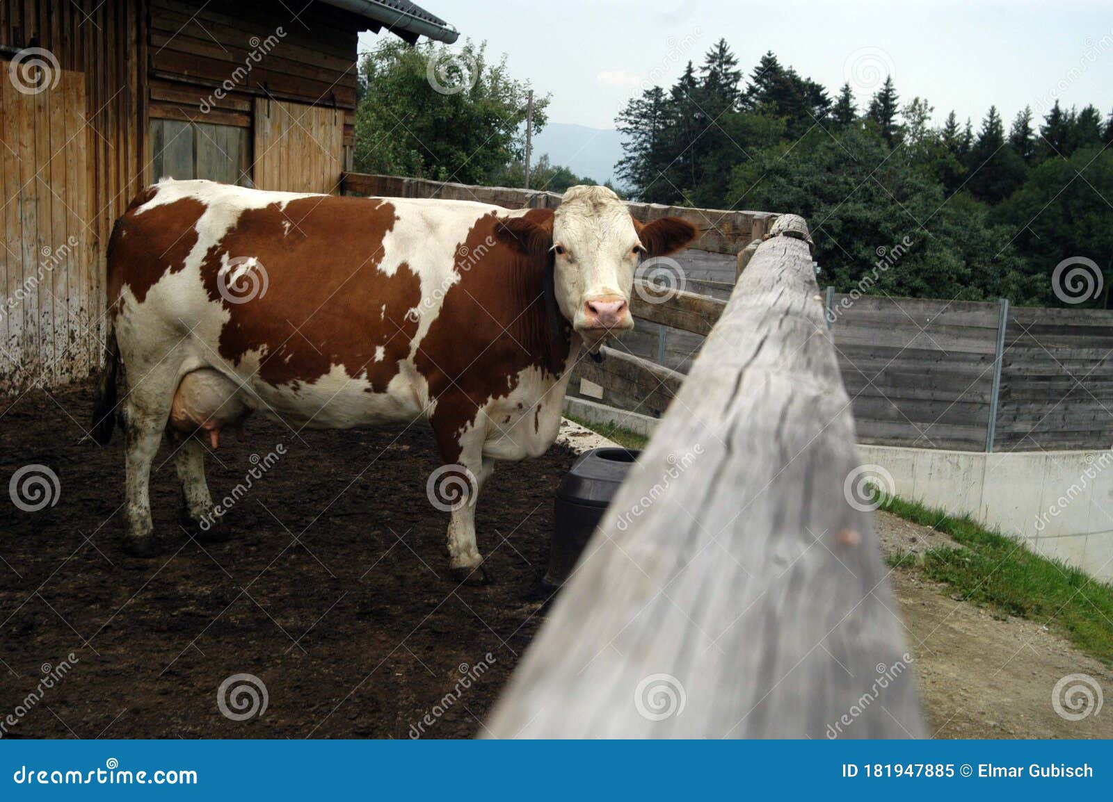 Cow Shed Outlet in the Alps Stock Image - Image of livestock, cattle ...