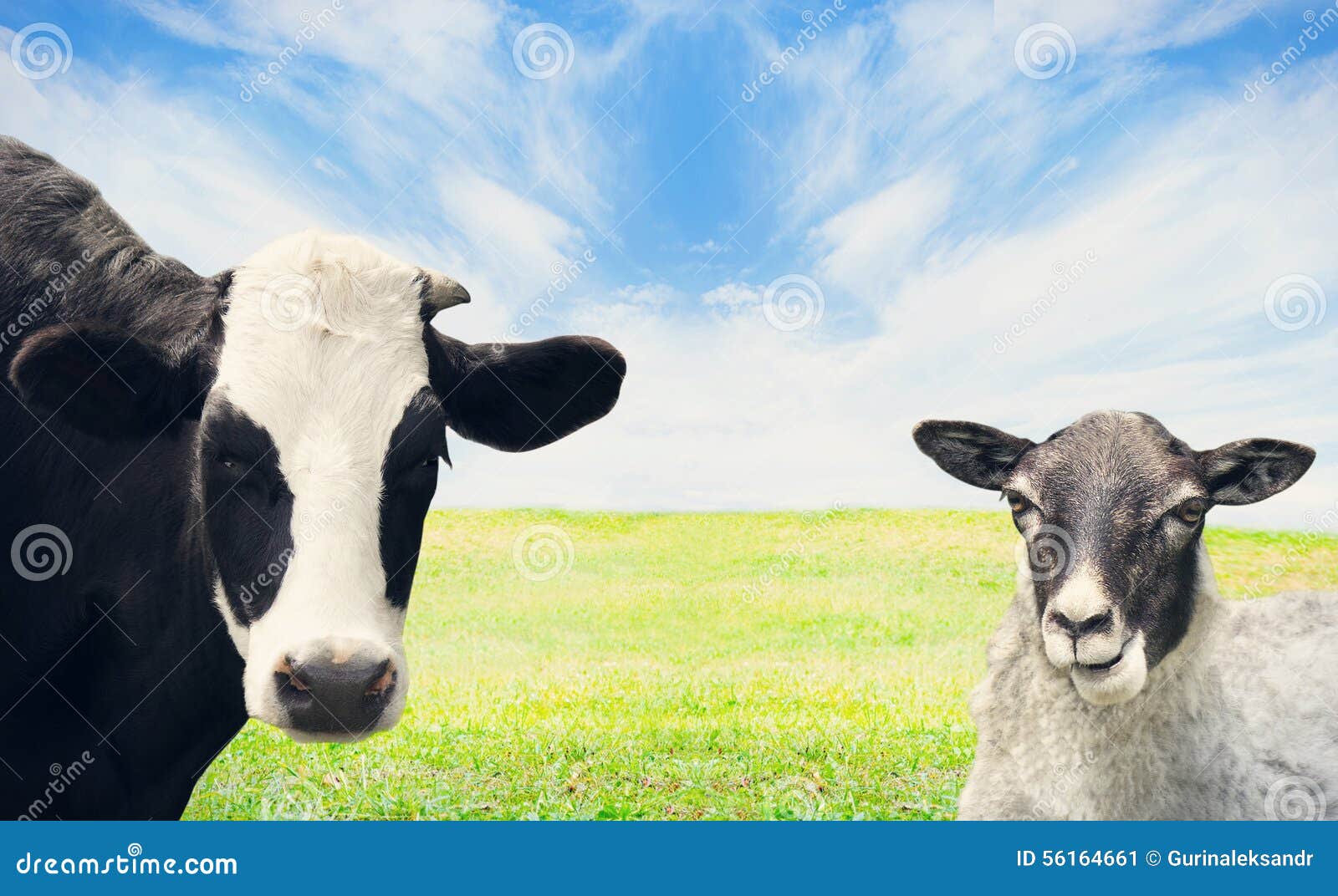 Cow and sheep grazing stock image. Image of toning, animals - 56164661