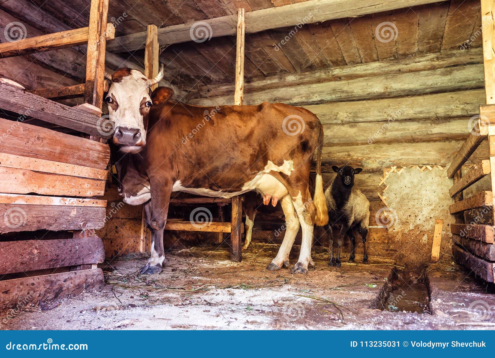 A Cow and a Sheep in a Stable Stock Image - Image of farm, herd: 113235031