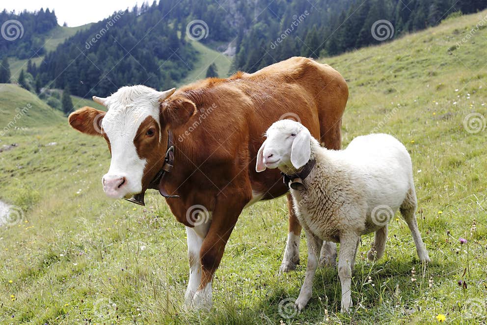 Cow and sheep stock image. Image of love, lamb, country - 43842265