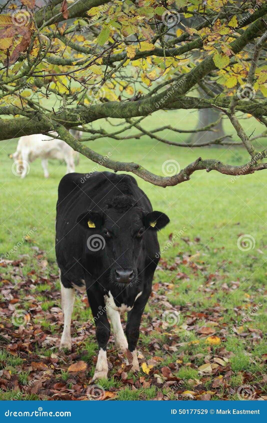 Cow Sheltering Under a Tree Stock Image - Image of autumn, tagged: 50177529