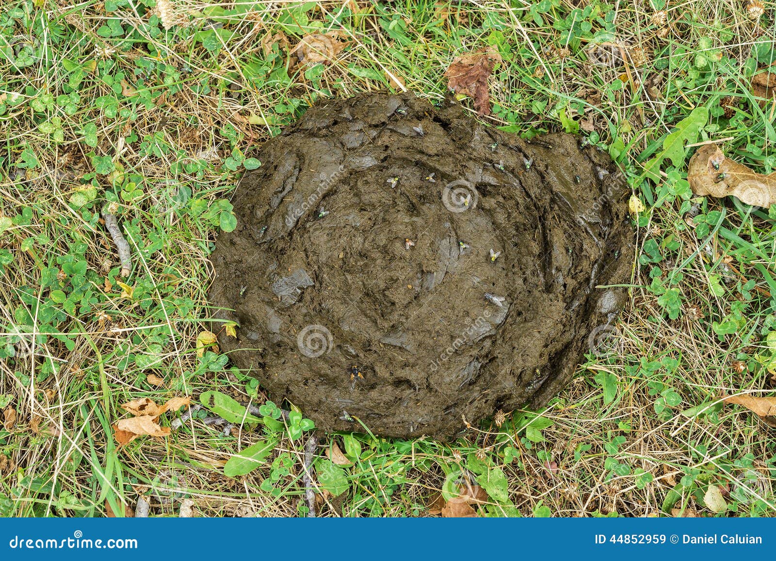 Cow shit stock image. Image of shit, heap, cattle, nature - 44852959