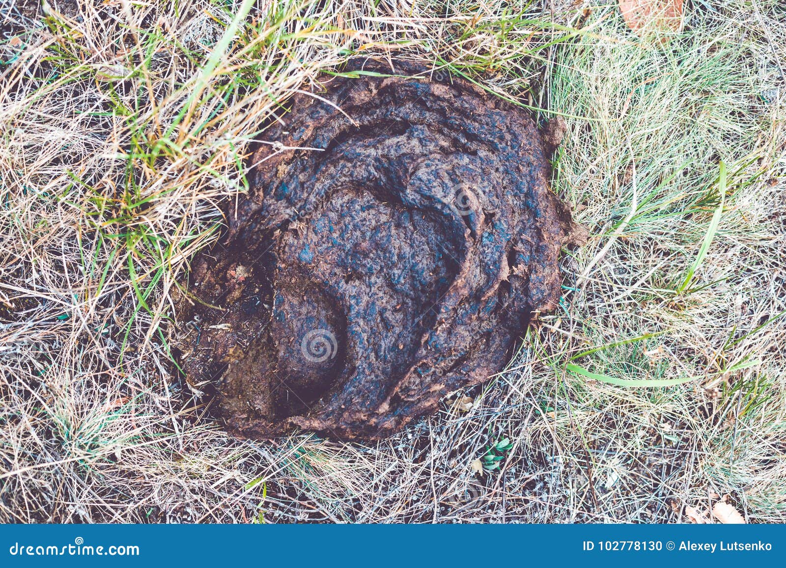 Cow Shit on the Green Grass. Stock Photo - Image of dirty, cowshit ...
