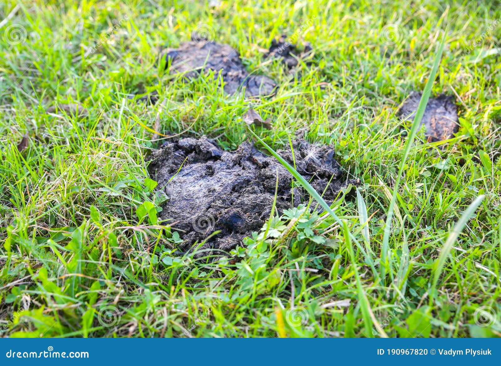Cow Shit Lying on the Grass Stock Photo - Image of nature, heap: 190967820