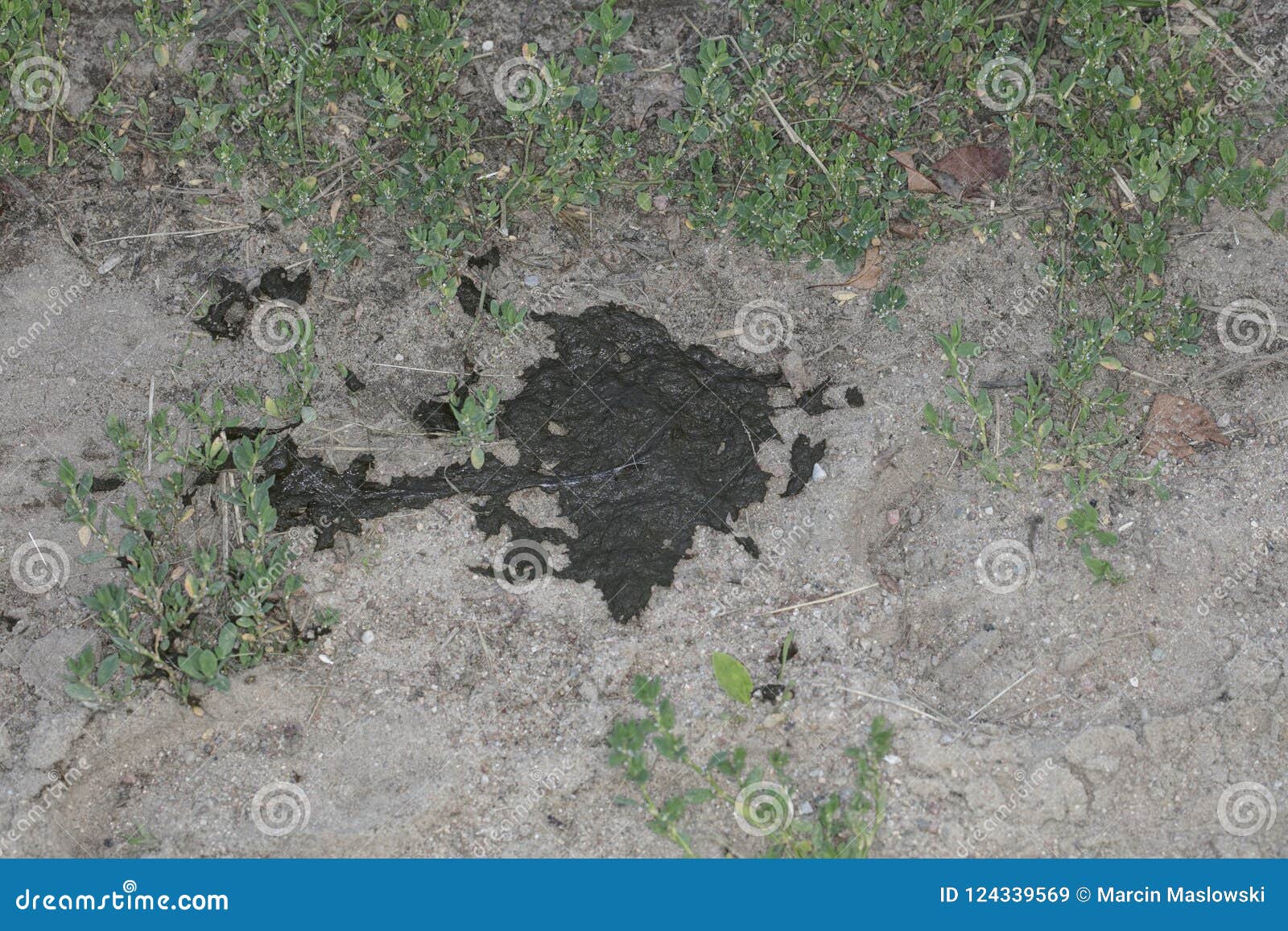 Cow Shit in the Middle of the Road Stock Image - Image of heap, manure ...