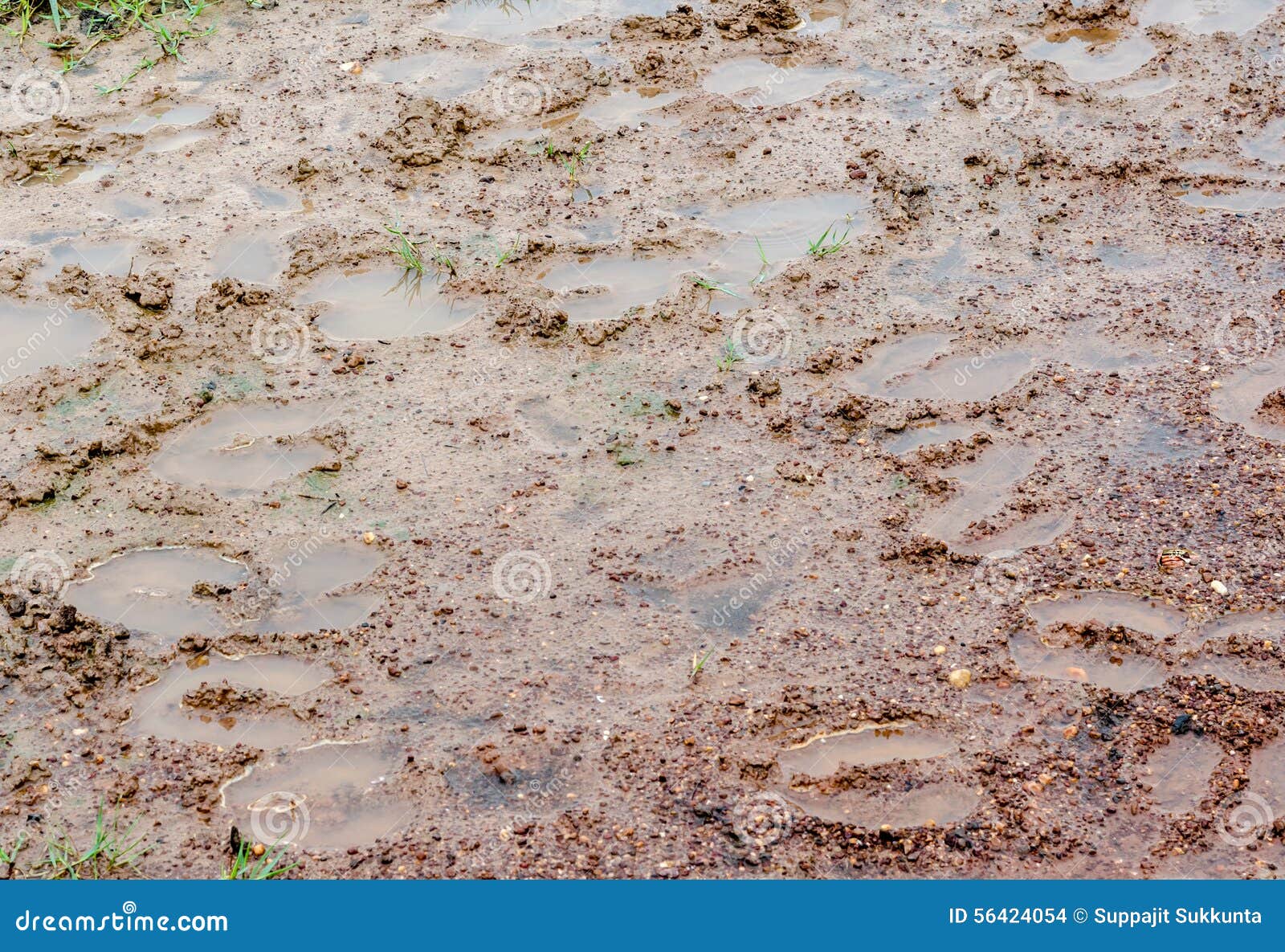 Cow Or Bull Shit Or Poop Or Manure With Mushrooms Royalty-Free Stock ...