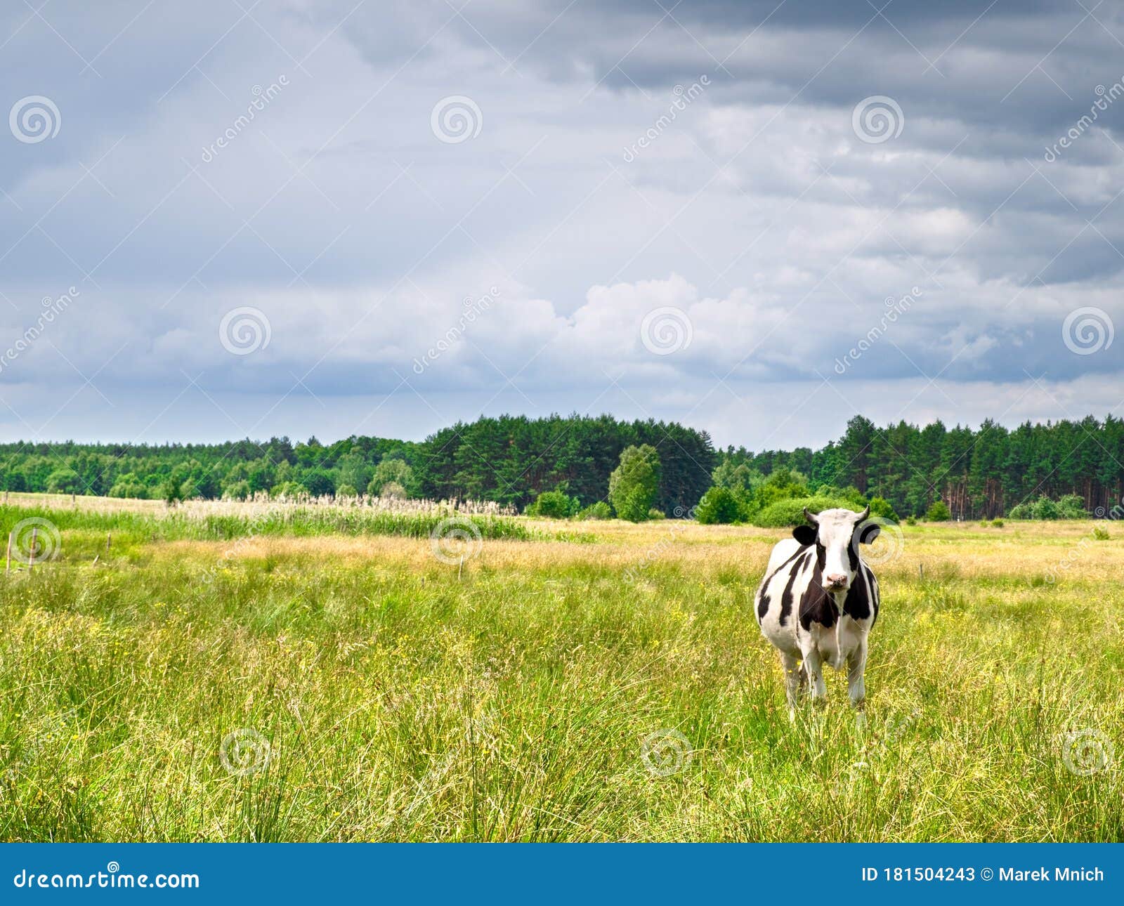 Cow stock image. Image of poland, outdoor, natural, cattle - 181504243