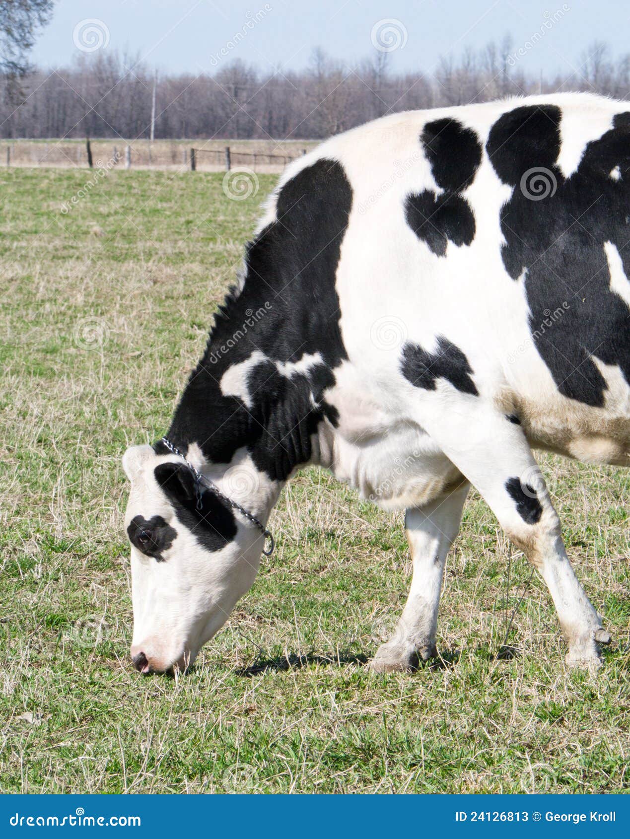 Cow Side View stock image. Image of grass, green, barn - 24126813
