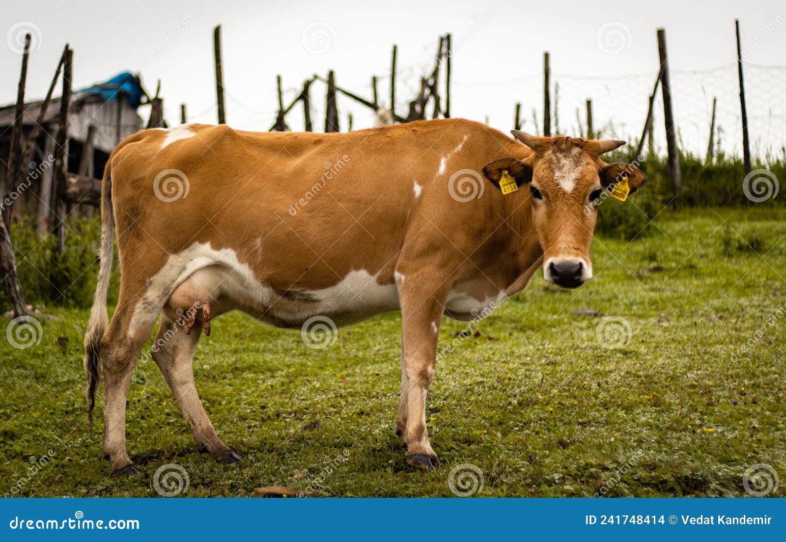 Cow from Side View Looking at the Camera, Standing in Pasture Stock ...