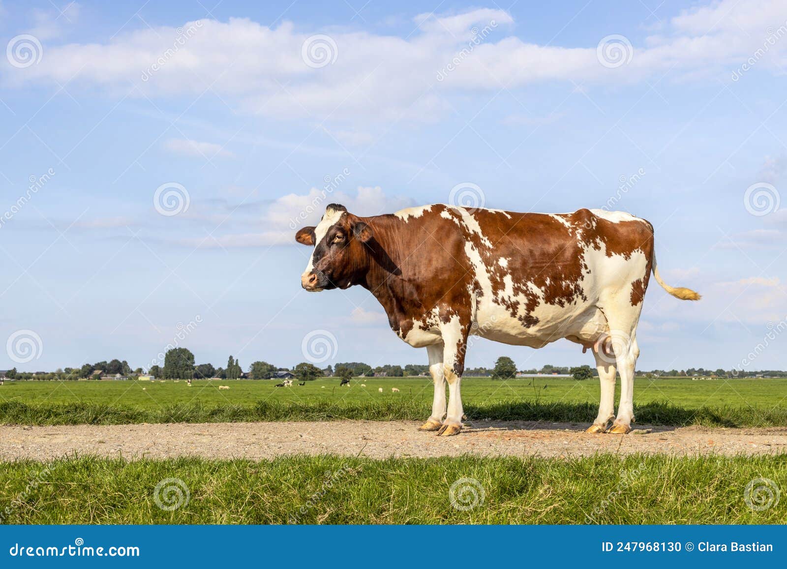 Cow Side View Standing on a Path, a Blue Sky and Horizon Over Land in ...