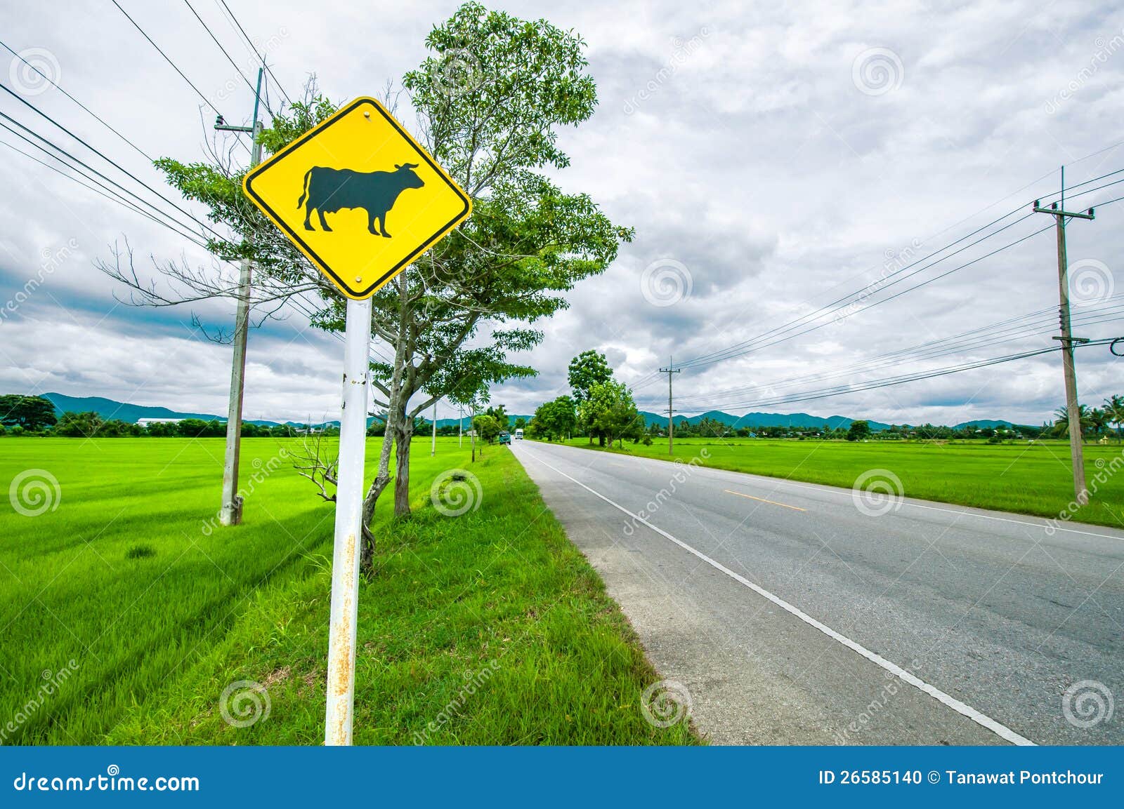 Cow sign stock photo. Image of green, rice, ranch, ground - 26585140