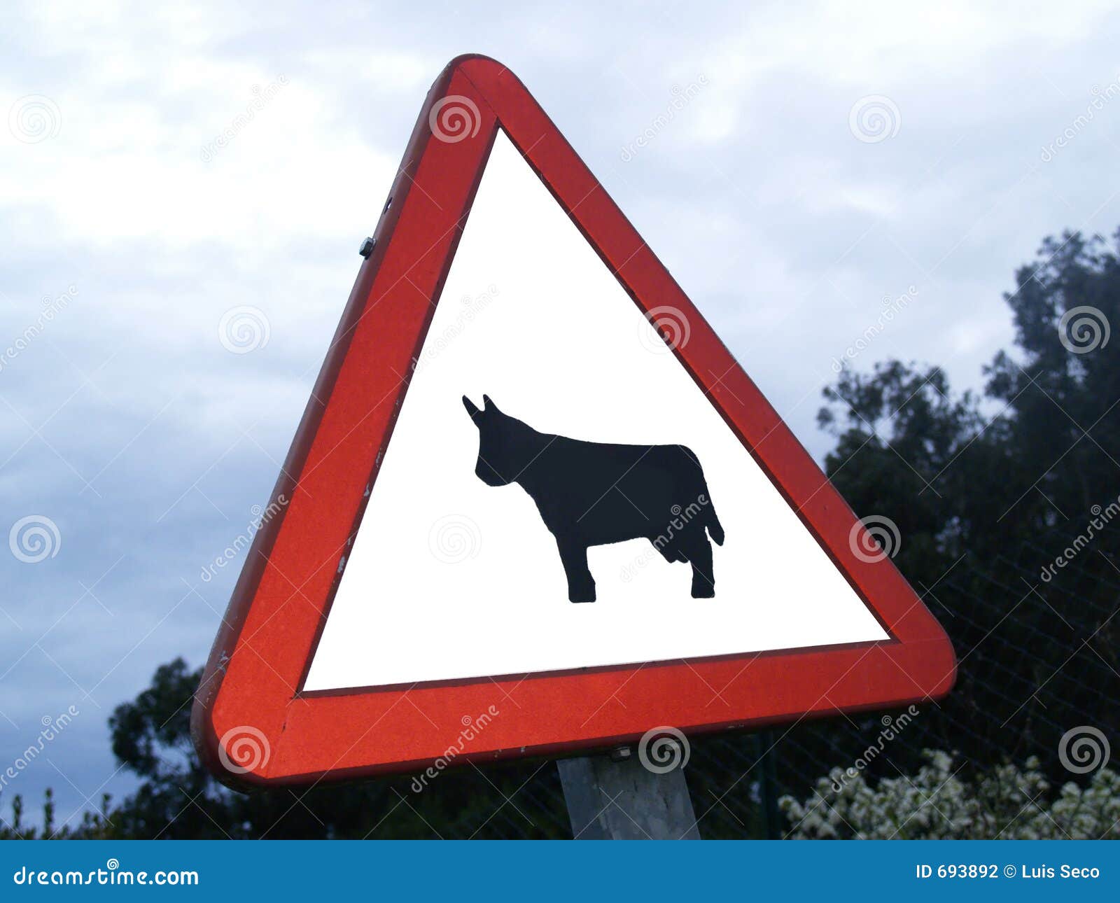 Cow sign stock photo. Image of priority, driving, display - 693892