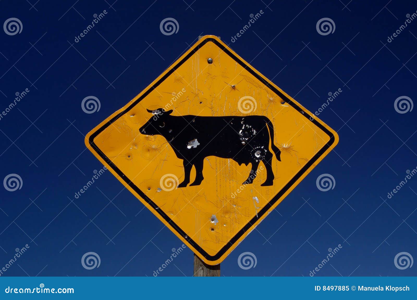 Cow sign with bullet holes stock image. Image of crossing - 8497885