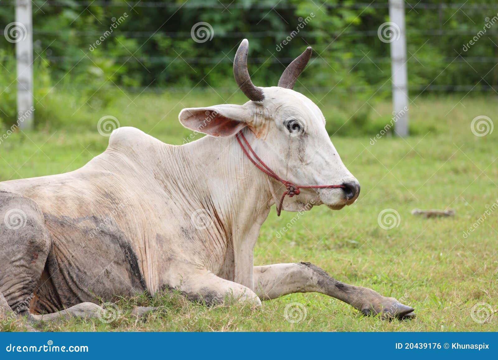 Cow sit on grass field stock photo. Image of cattle, field - 20439176