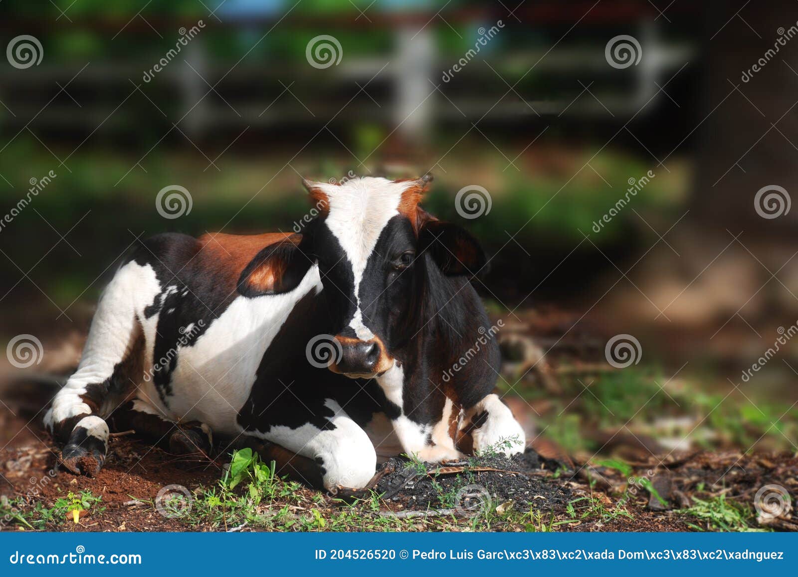 Cow sitting on the ground stock photo. Image of cowshed - 204526520