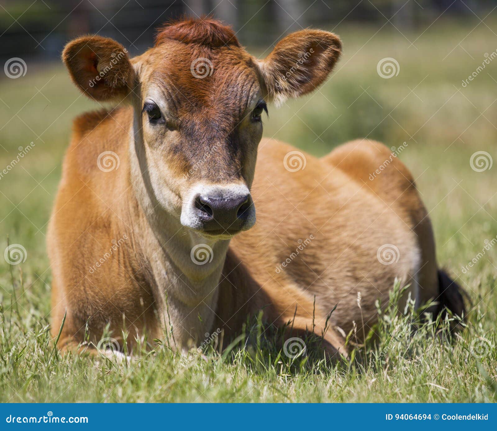 Cow sitting in the meadow stock photo. Image of beef - 94064694
