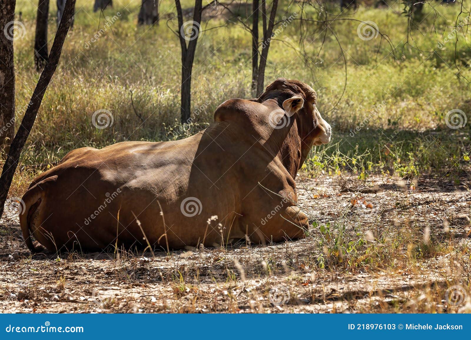 Cow in the Sun stock image. Image of australia, grass - 218976103
