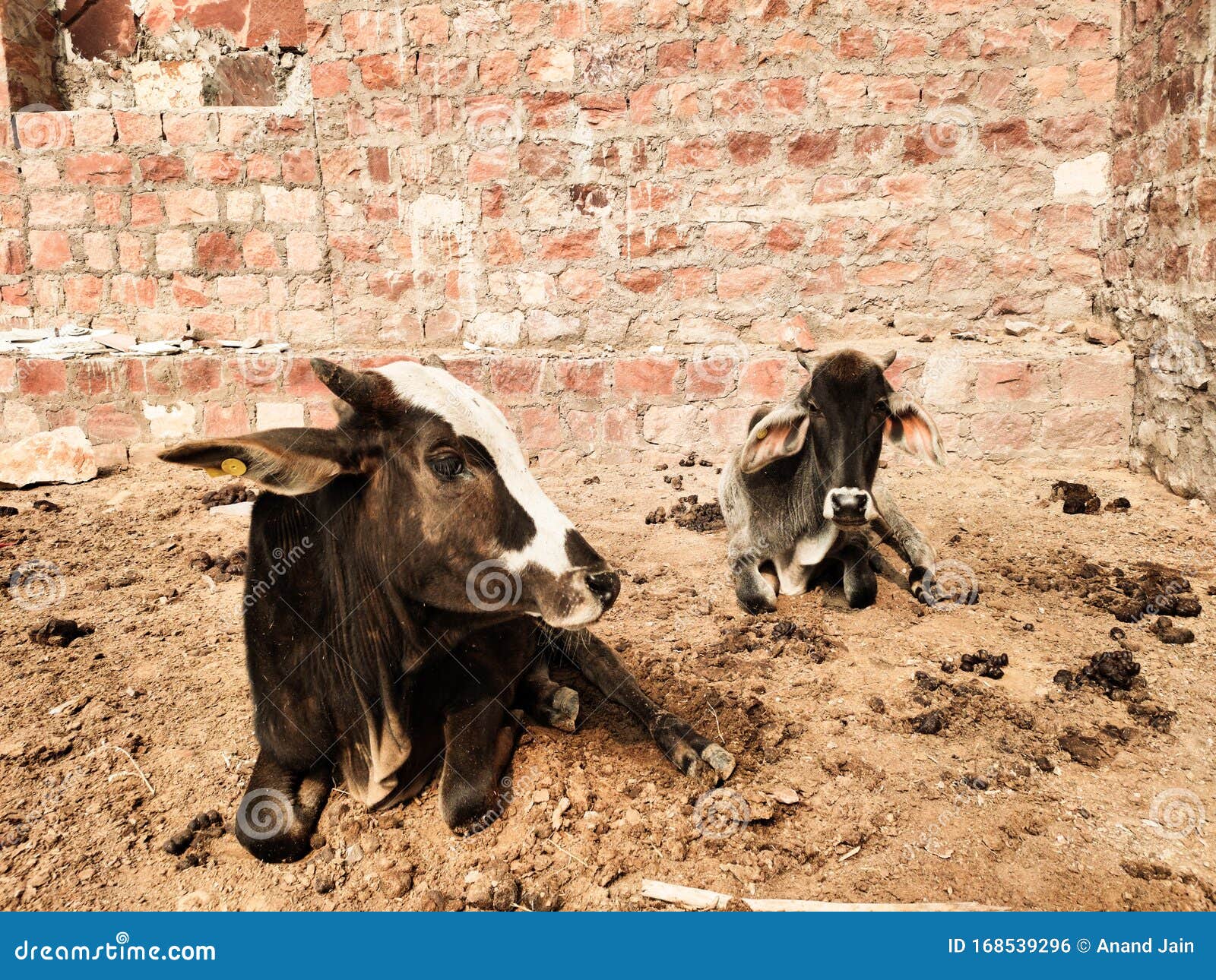 Cow sitting and posing stock photo. Image of animaltag - 168539296