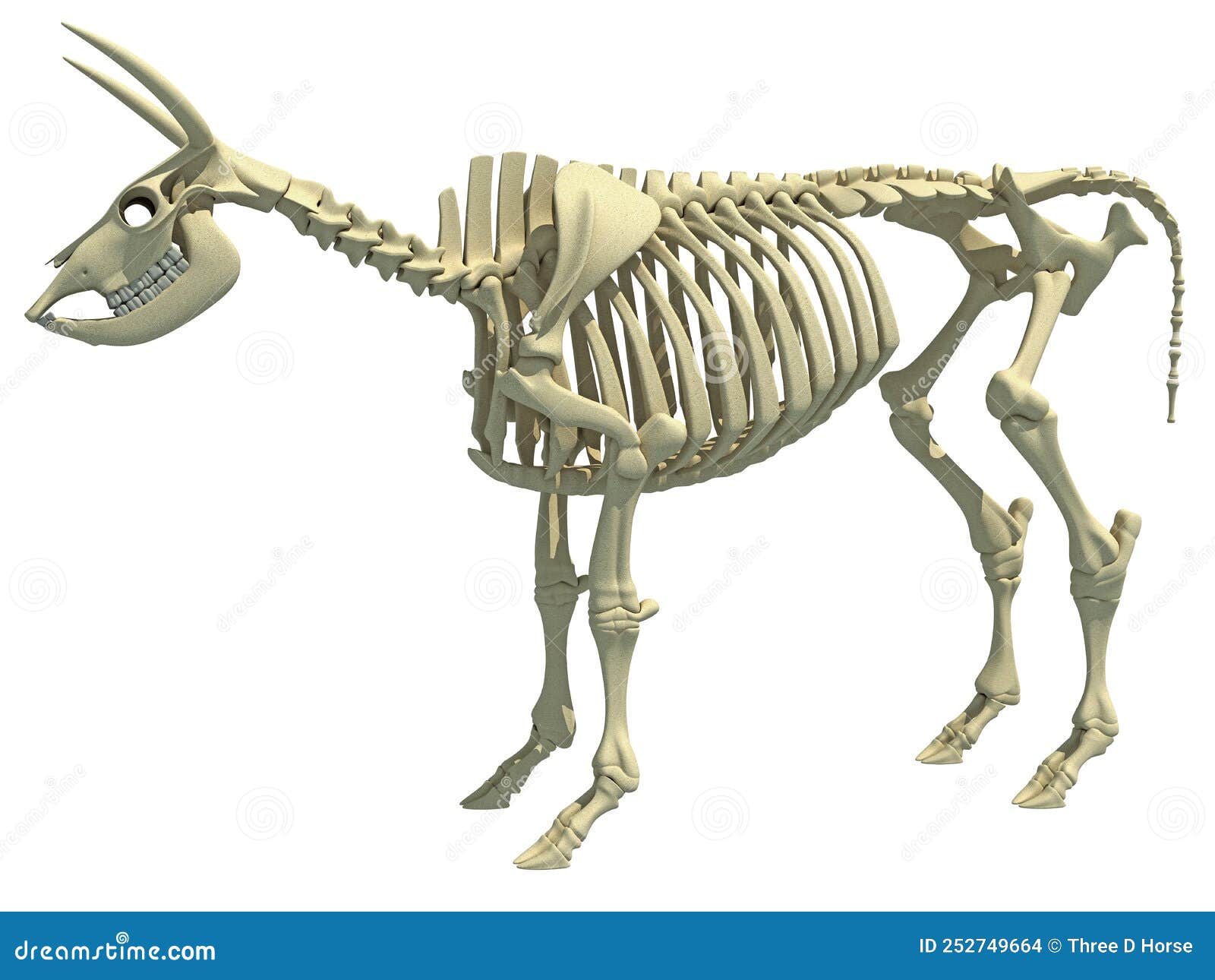 Cow Skeleton Animal Anatomy 3D Rendering Stock Illustration ...