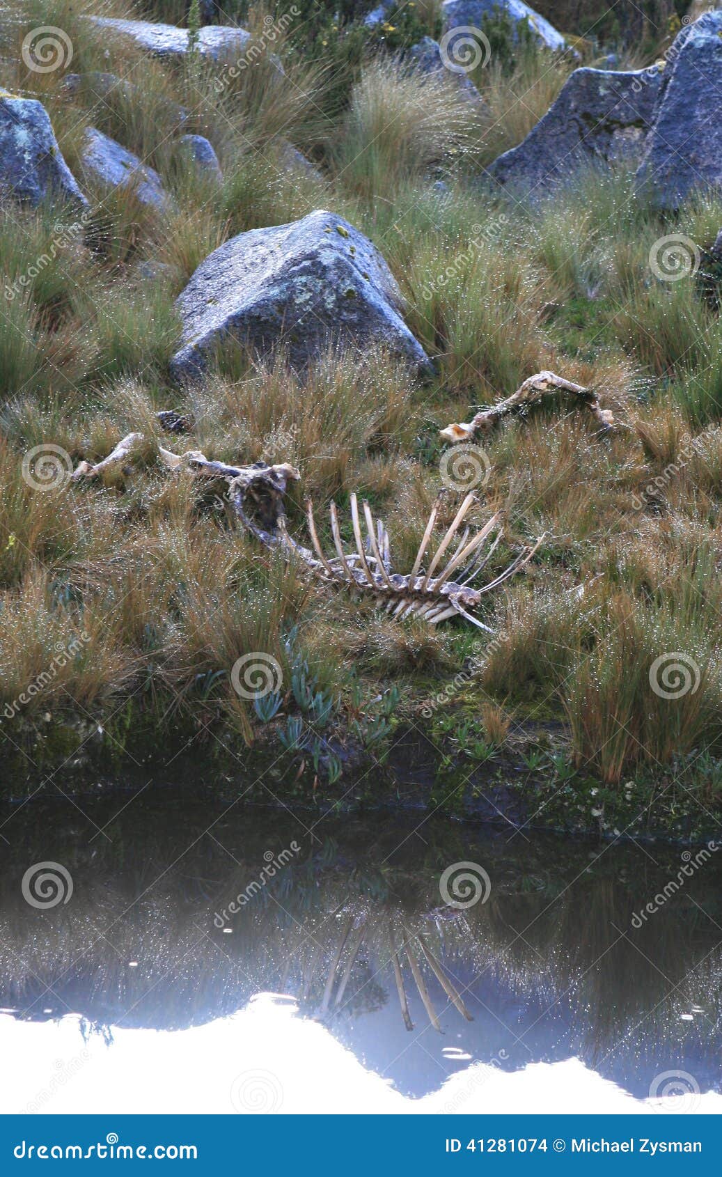 Cow Skeleton and Reflection Stock Photo - Image of nature, cows: 41281074