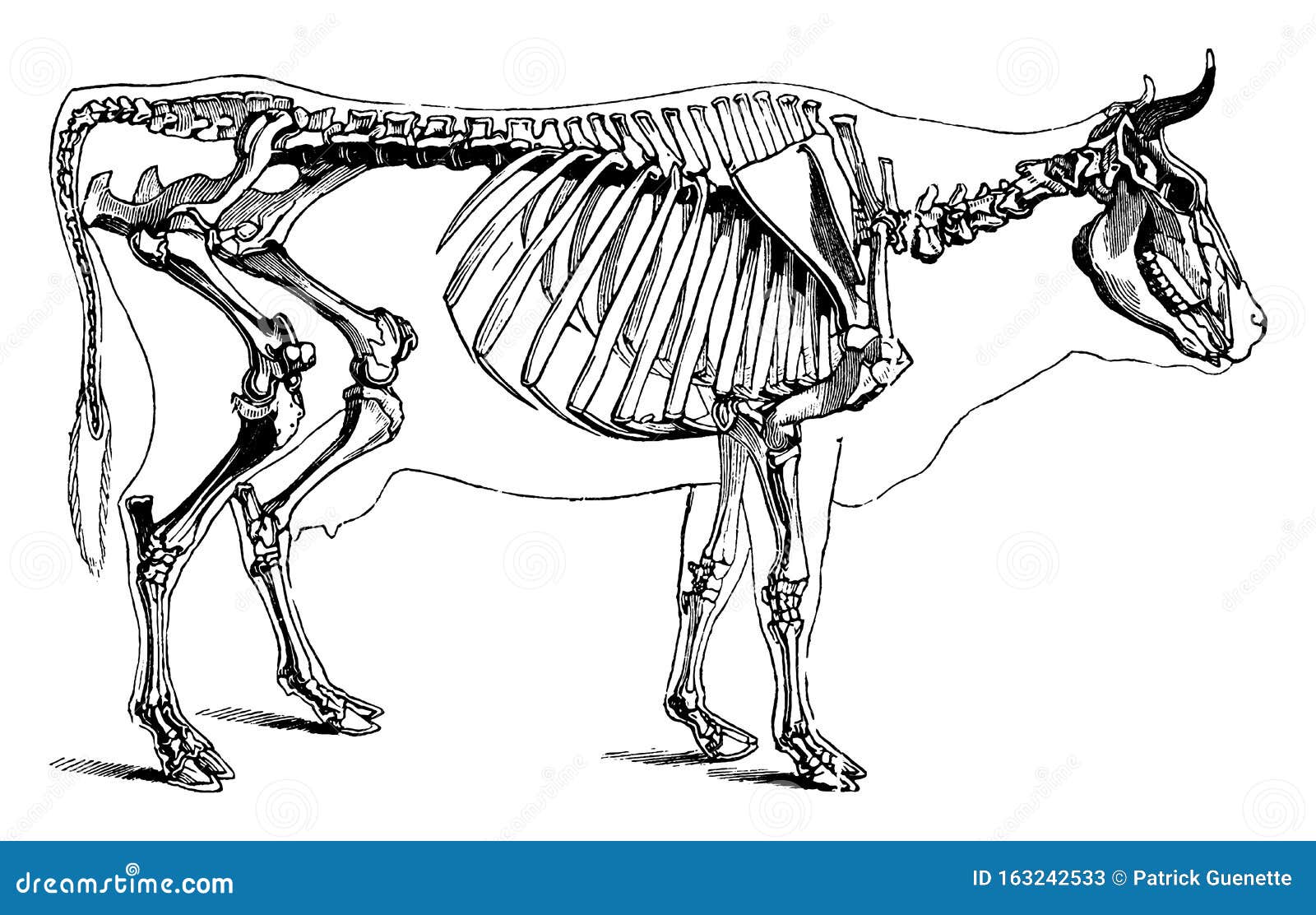 Cow Internal Structure Stock Illustrations – 4 Cow Internal Structure ...