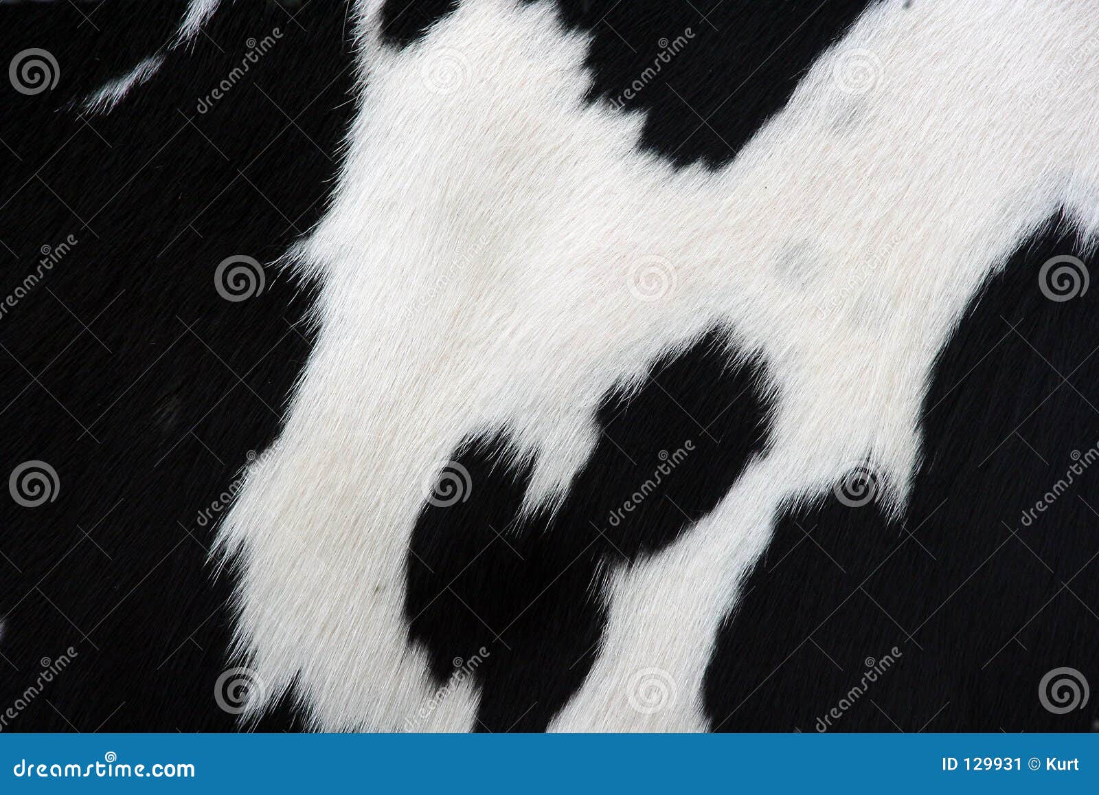 Cow skin stock image. Image of hair, black, natural, bovine - 129931