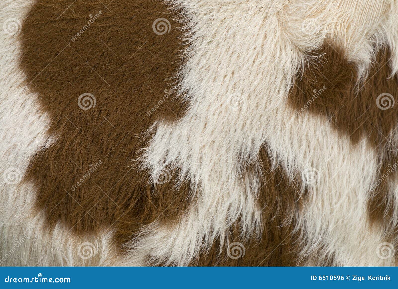 Cow skin stock photo. Image of animals, natural, white - 6510596
