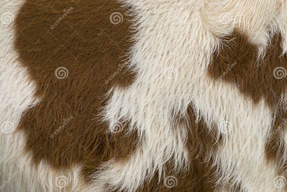 Cow skin stock photo. Image of animals, natural, white - 6510596