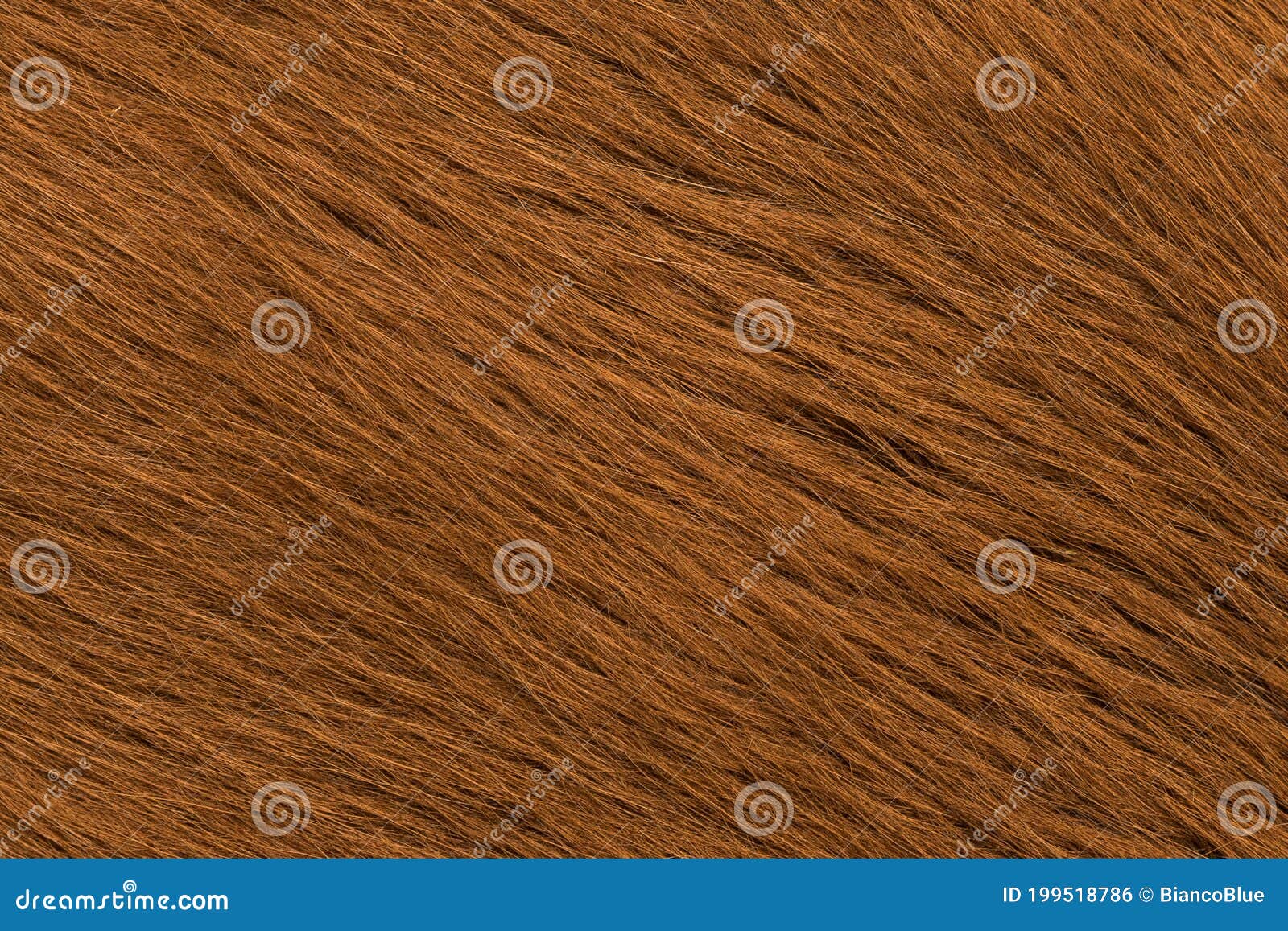 Cow skin stock photo. Image of animal, farm, agriculture - 199518786