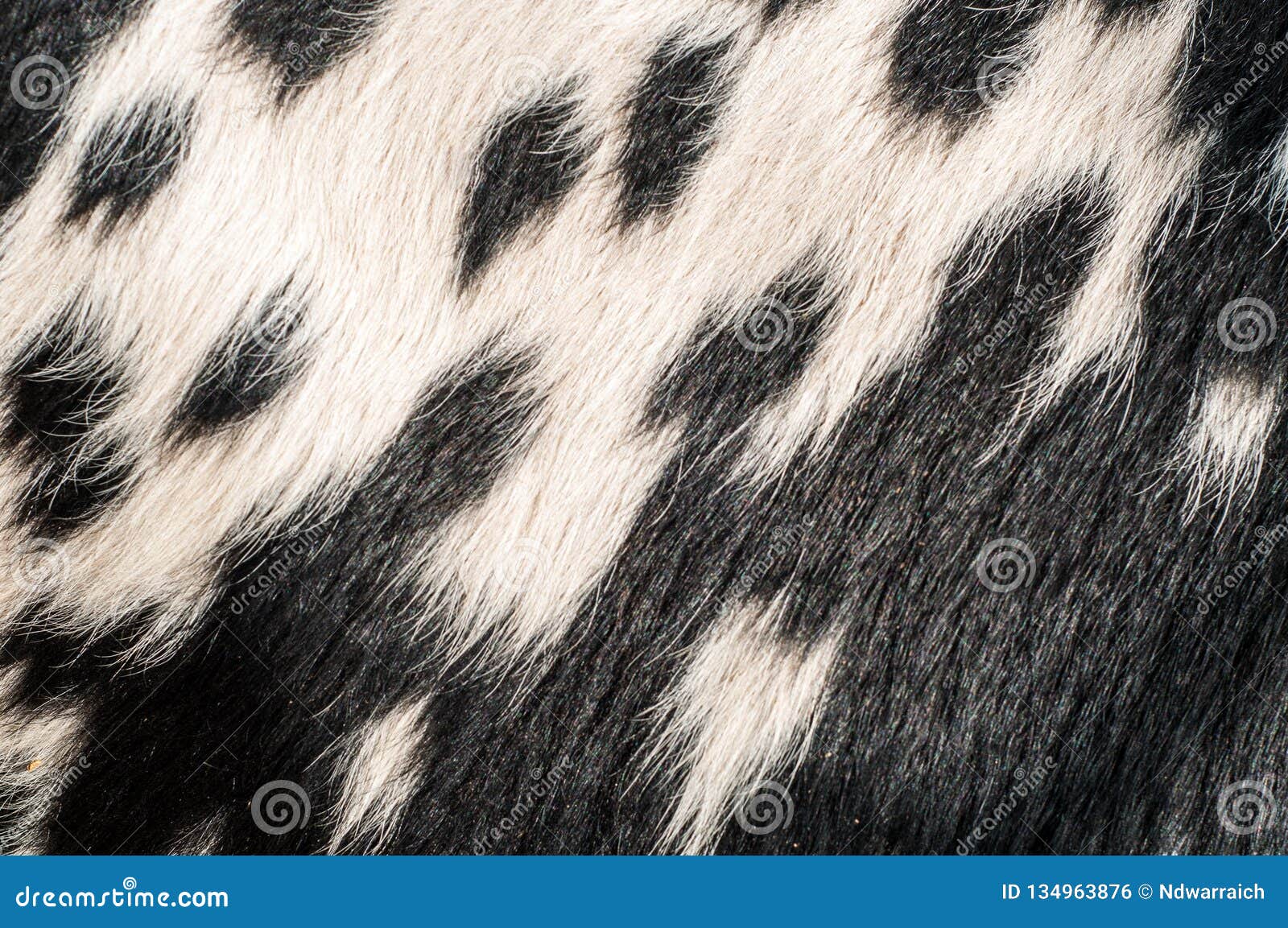 Cow Skin Pattern and Texture Stock Photo - Image of effect, animals ...