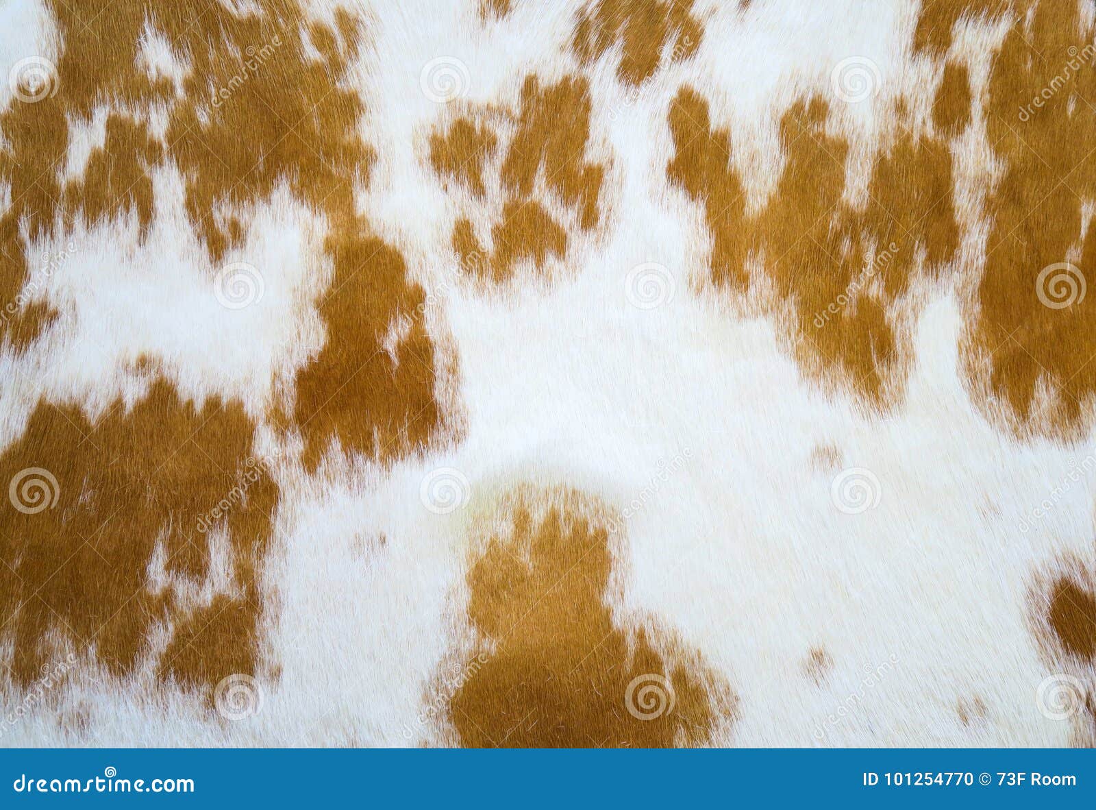 Cow Skin stock photo. Image of skin, texture, giraffidae - 101254770