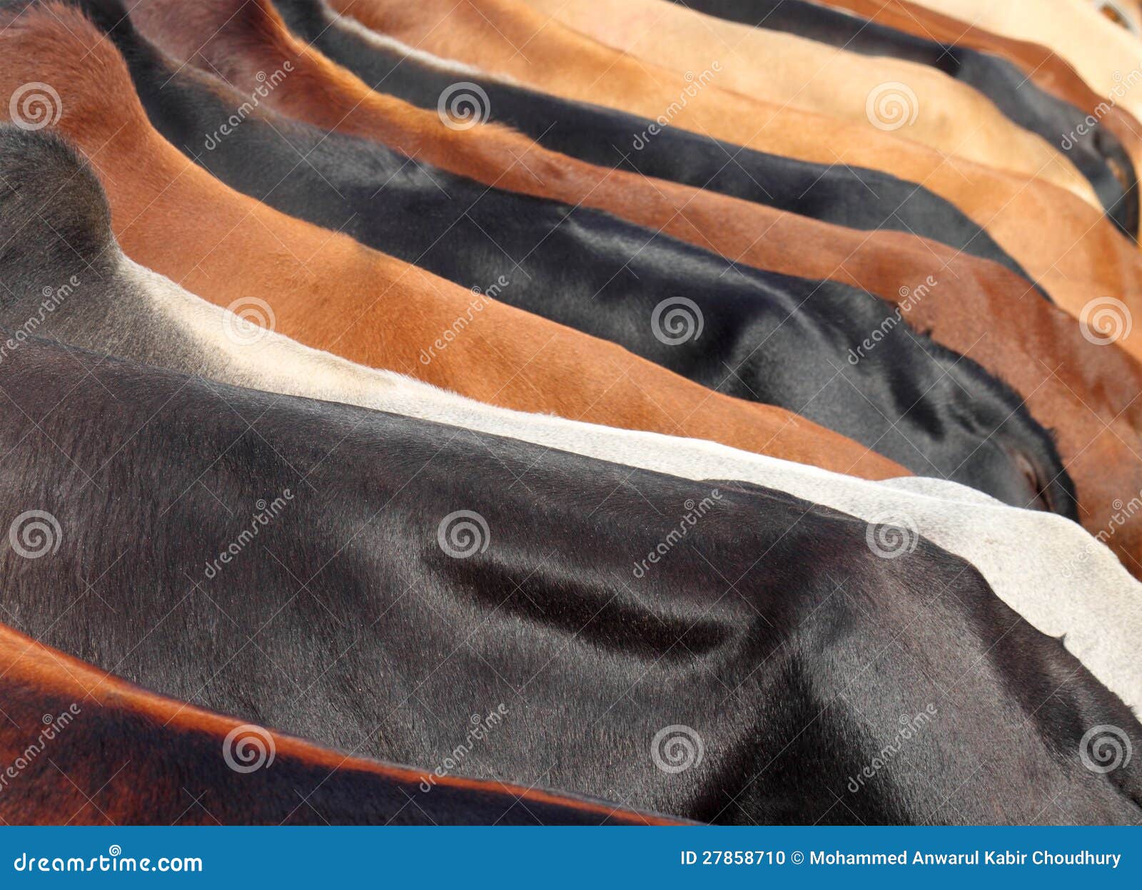 Cow skin surfaces stock photo. Image of closeup, brown - 27858710