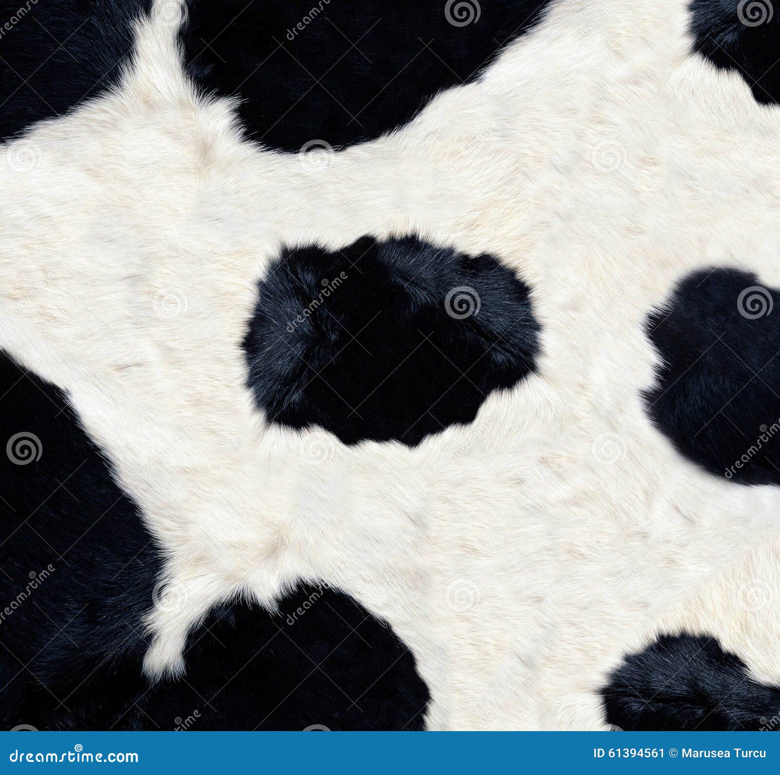 Cow Skin Texture Royalty-Free Stock Photography | CartoonDealer.com ...