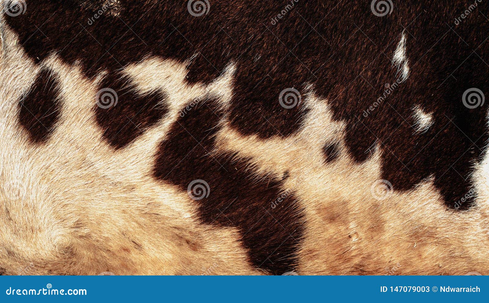 Cow Skin Texture and Background Stock Image - Image of black, backdrop ...
