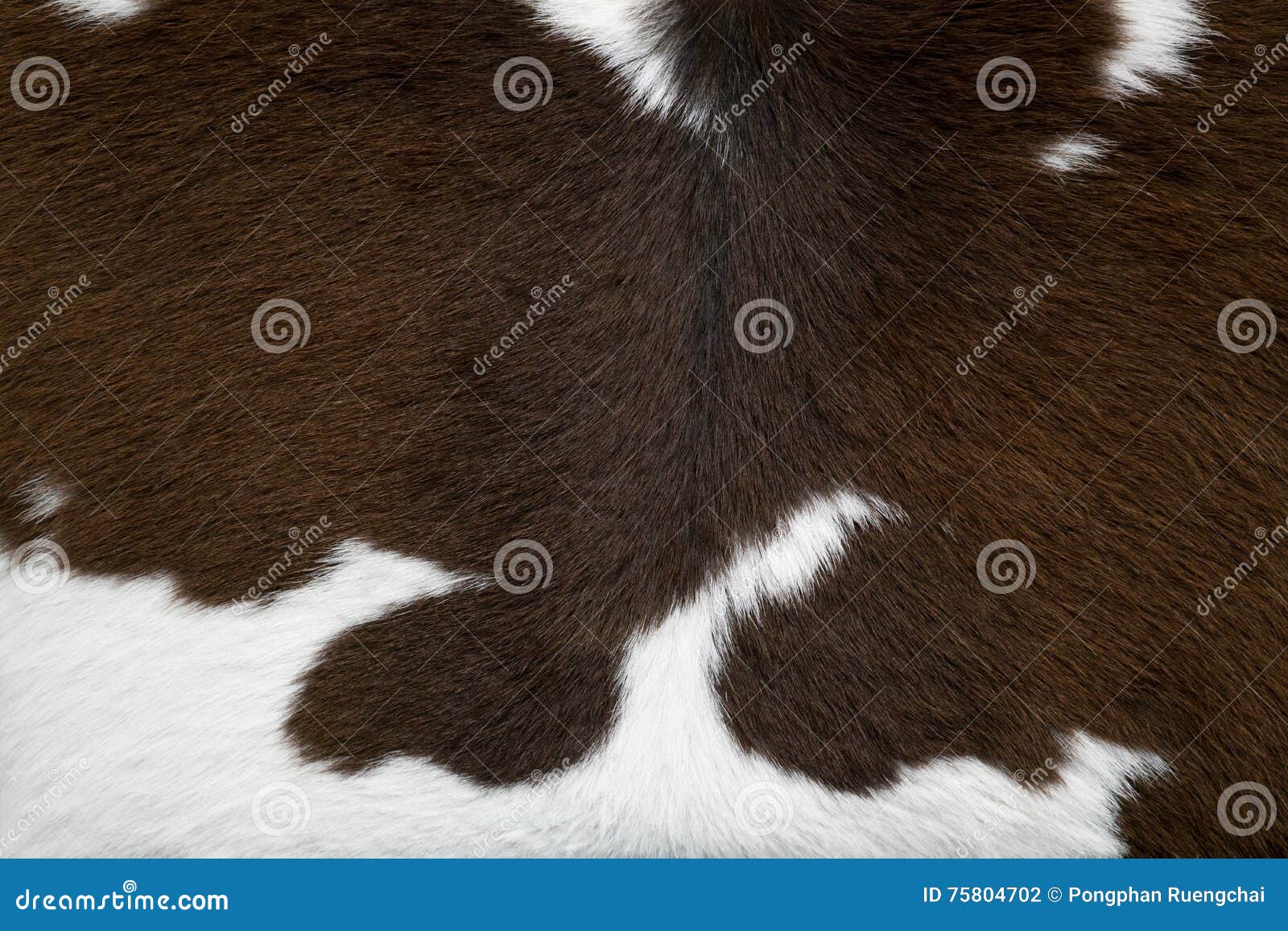 Cow skin texture stock photo. Image of farm, natural - 75804702