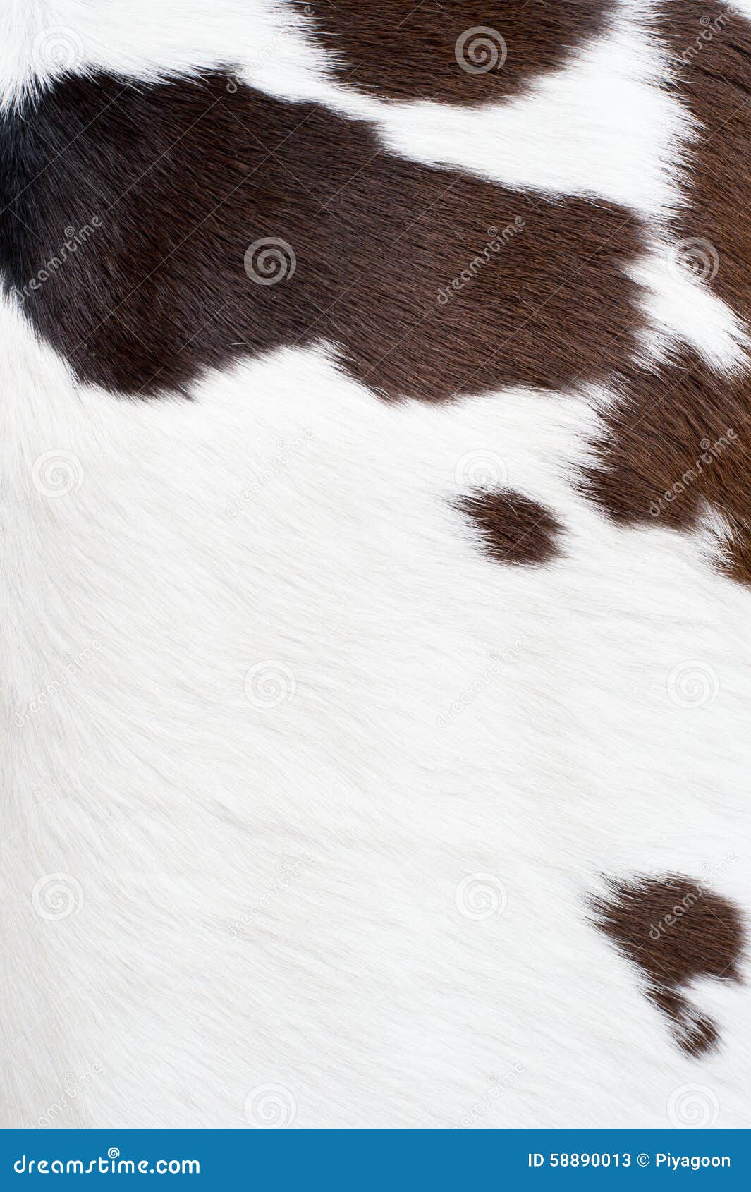 Cow skin texture stock image. Image of design, farm, natural - 58890013