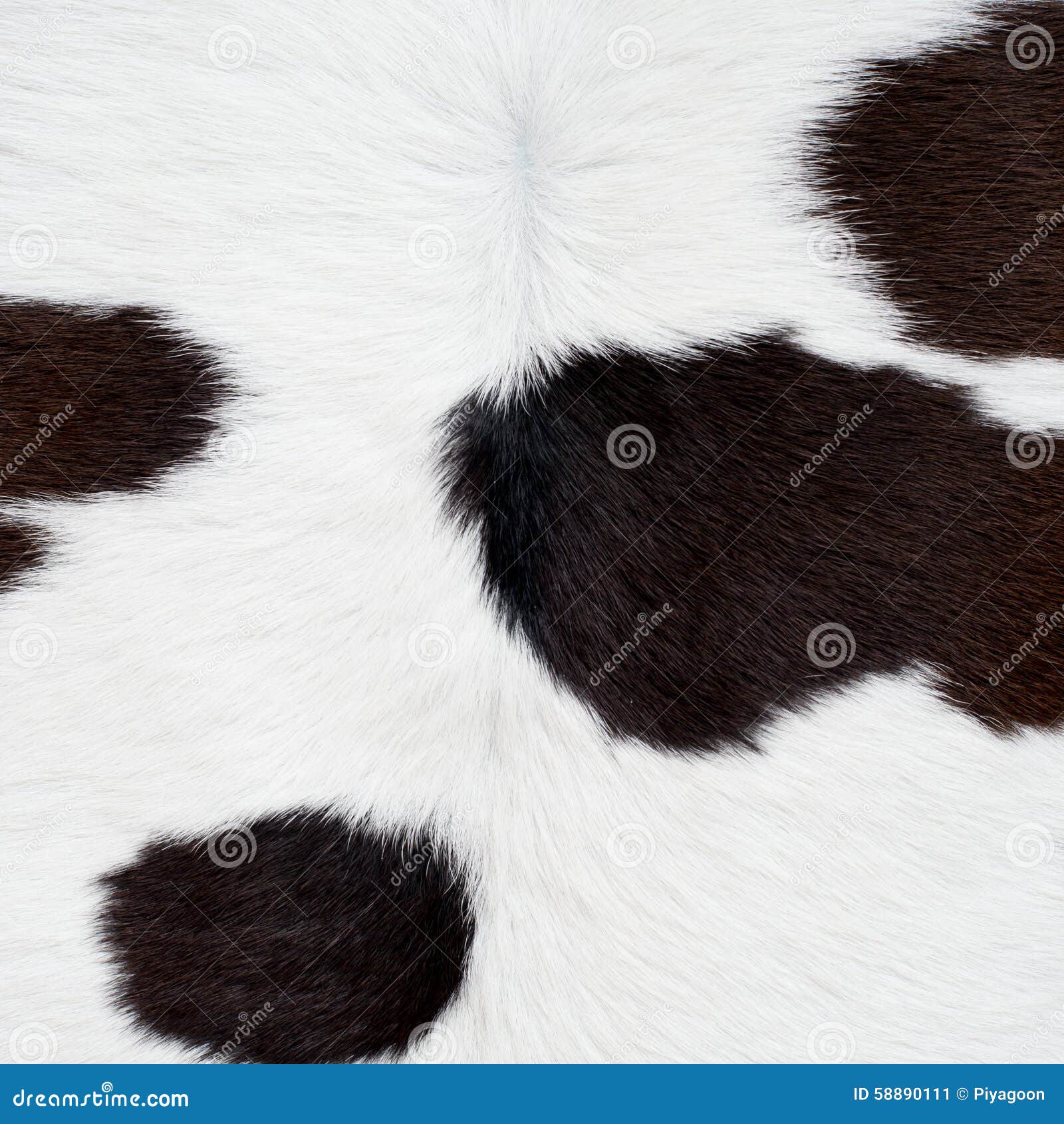 Cow skin texture stock image. Image of fell, macro, black - 58890111