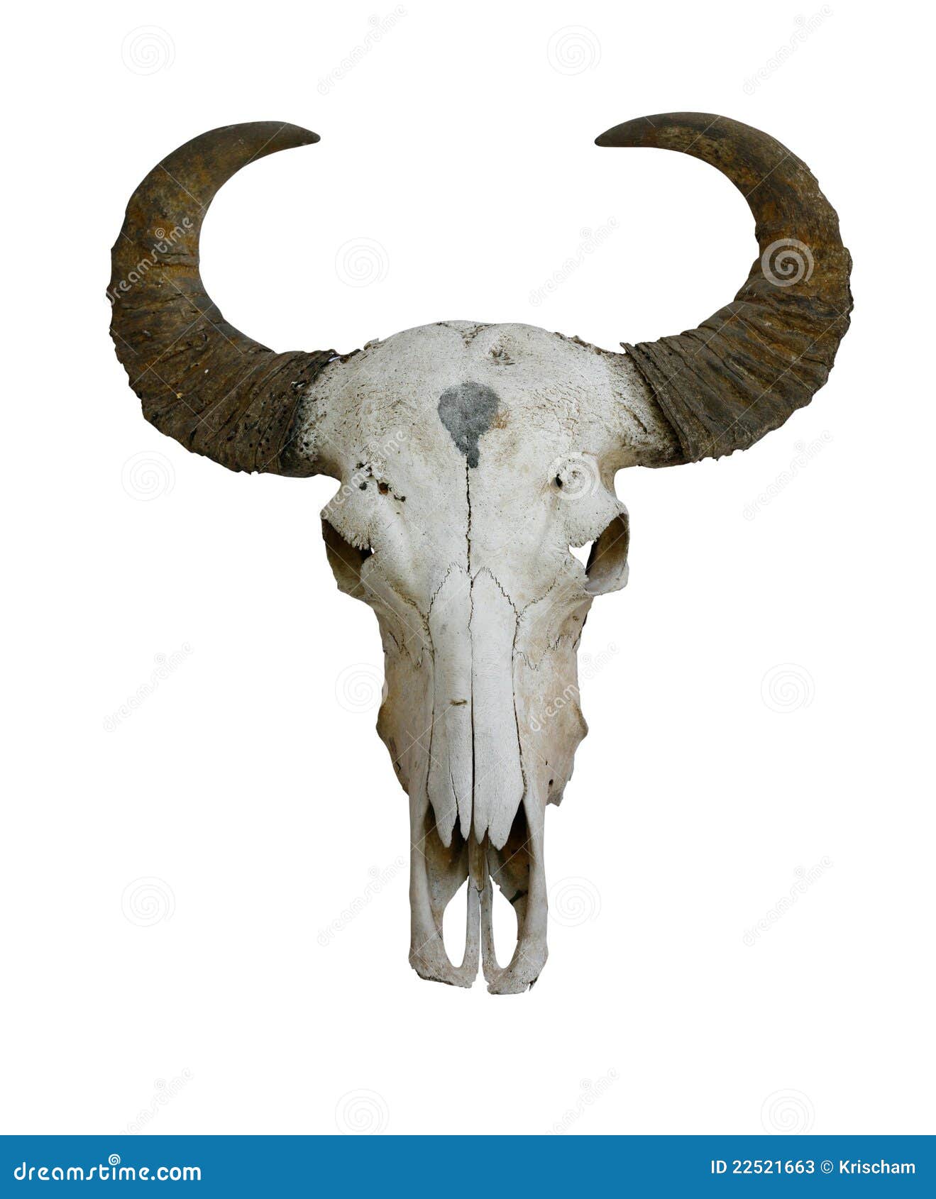 Cow Skull Stock Photos - Image: 22521663
