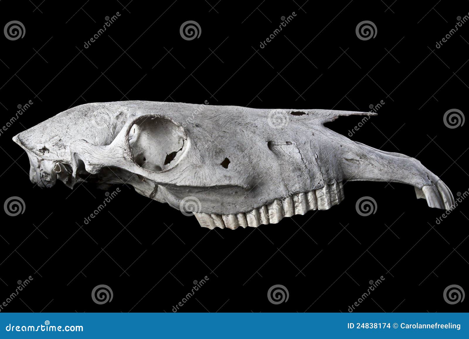 121 Fossil Cow Stock Photos - Free & Royalty-Free Stock Photos from ...