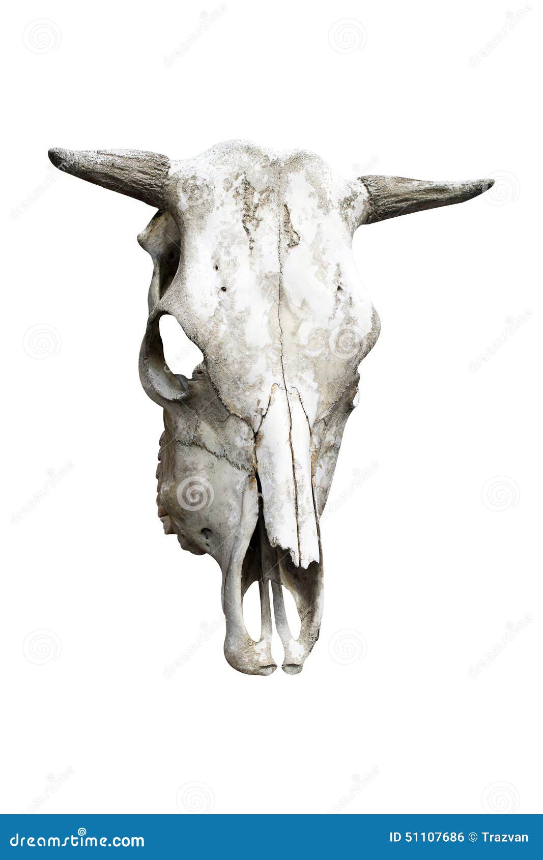 Cow skull closeup stock photo. Image of deceased, bones - 51107686