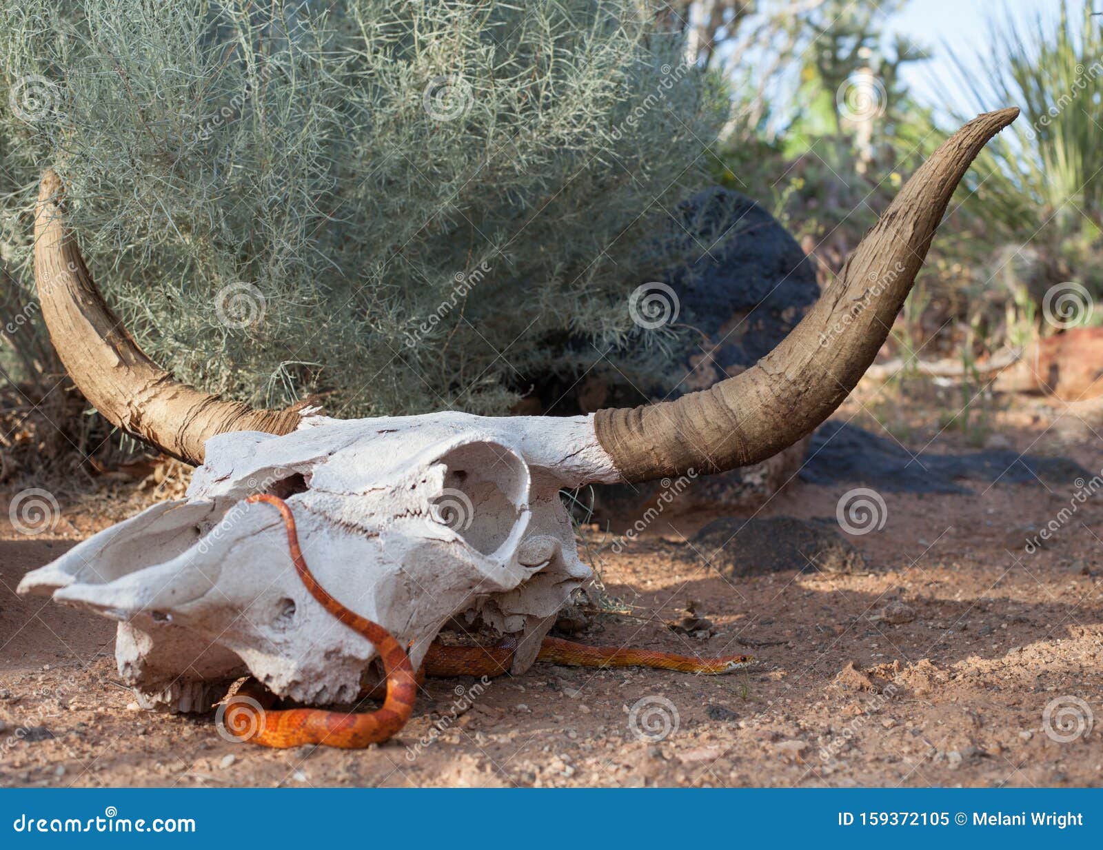 Cow Skull In Desert