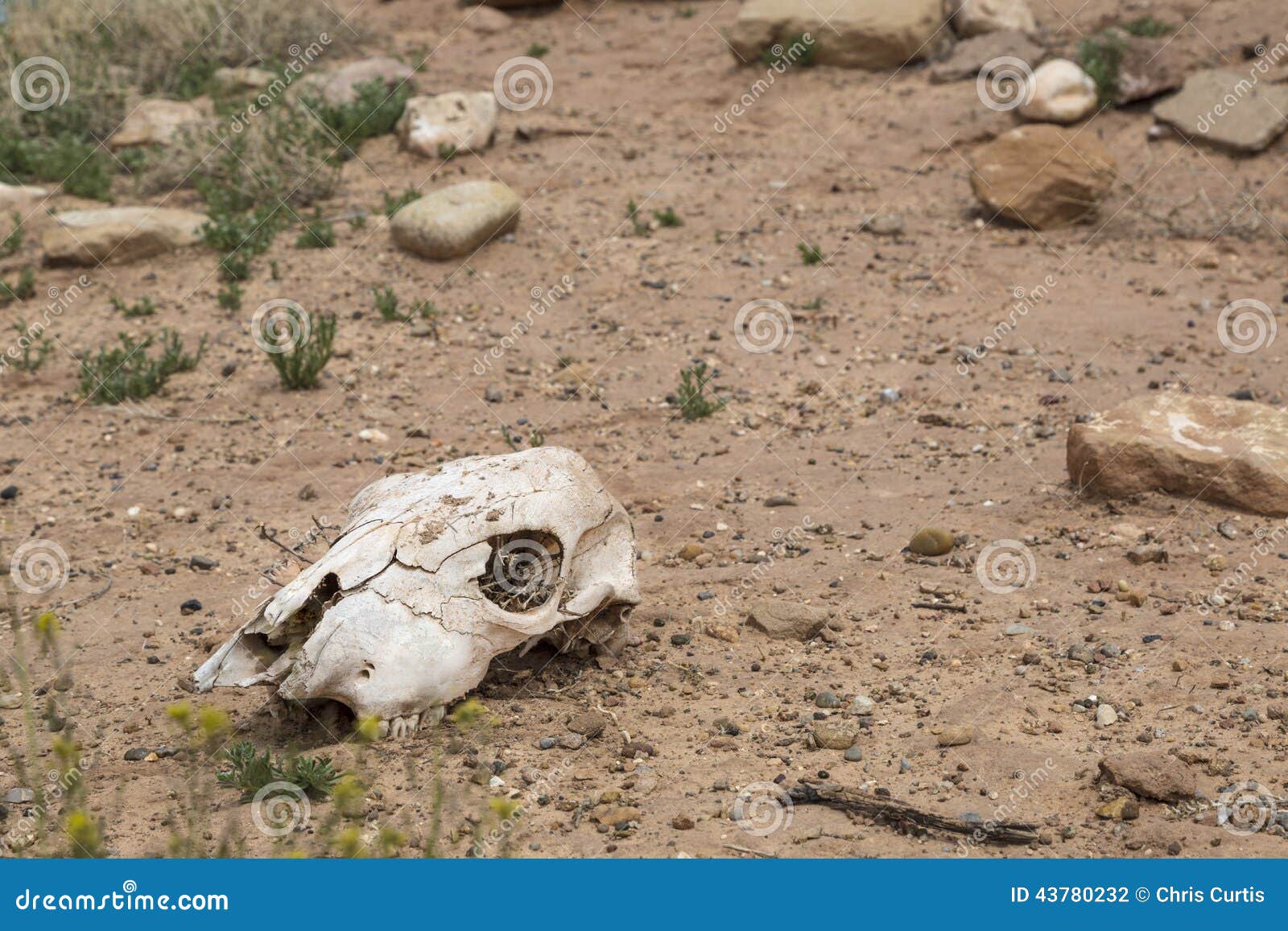 Cow skull in desert stock photo. Image of archeology - 43780232