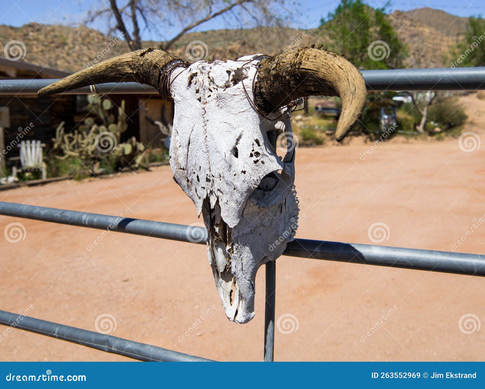 Cow Skull with Horns Hanging from a Fence Stock Image - Image of ...