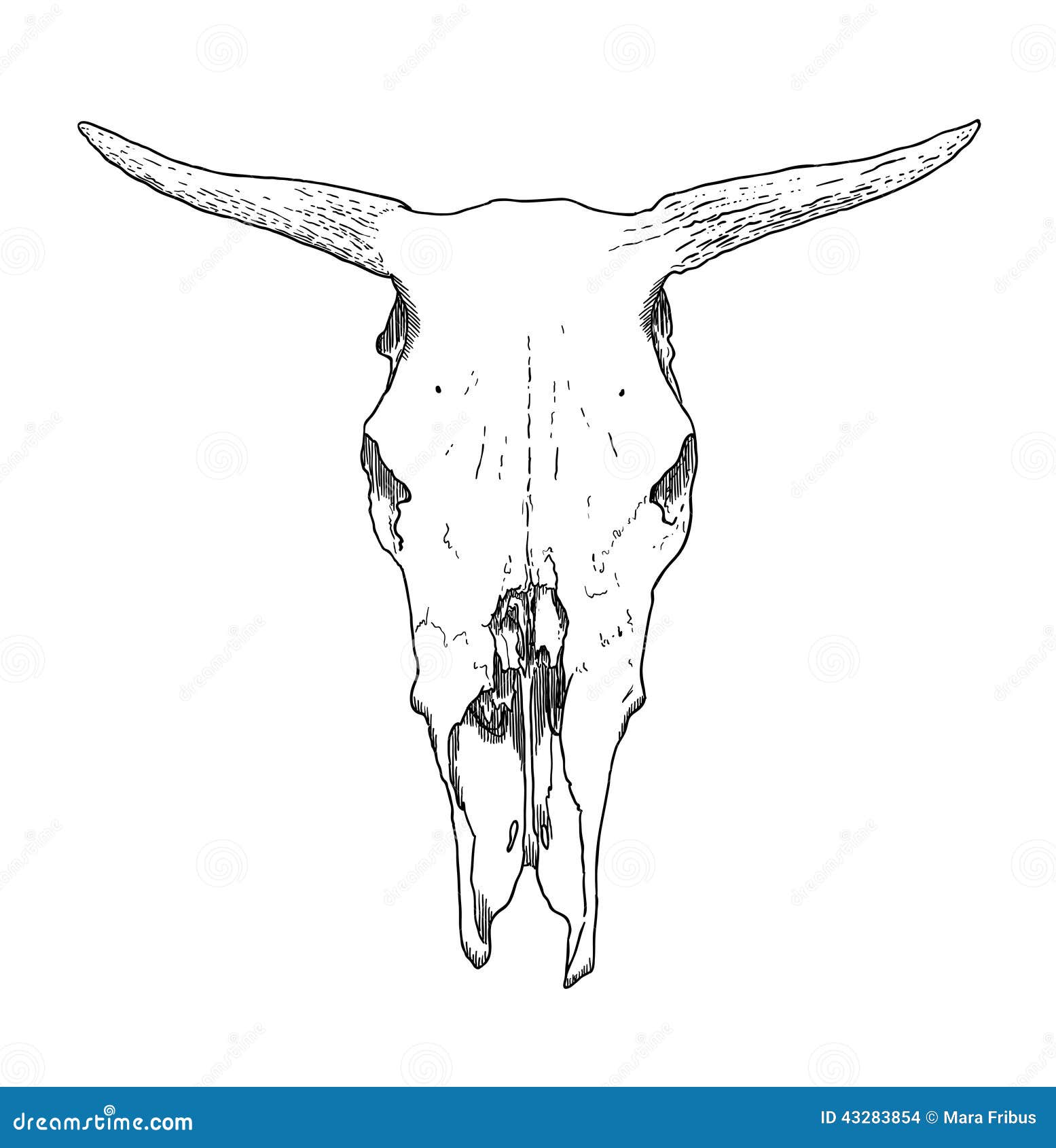 Cow skull stock vector. Illustration of oldschool, graphic - 43283854