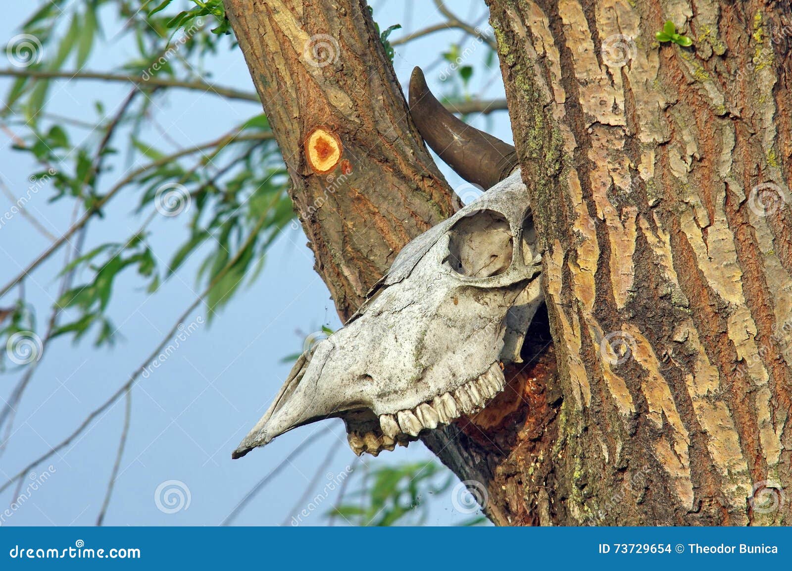 Cow skull. Bones in nature stock photo. Image of halloween - 73729654