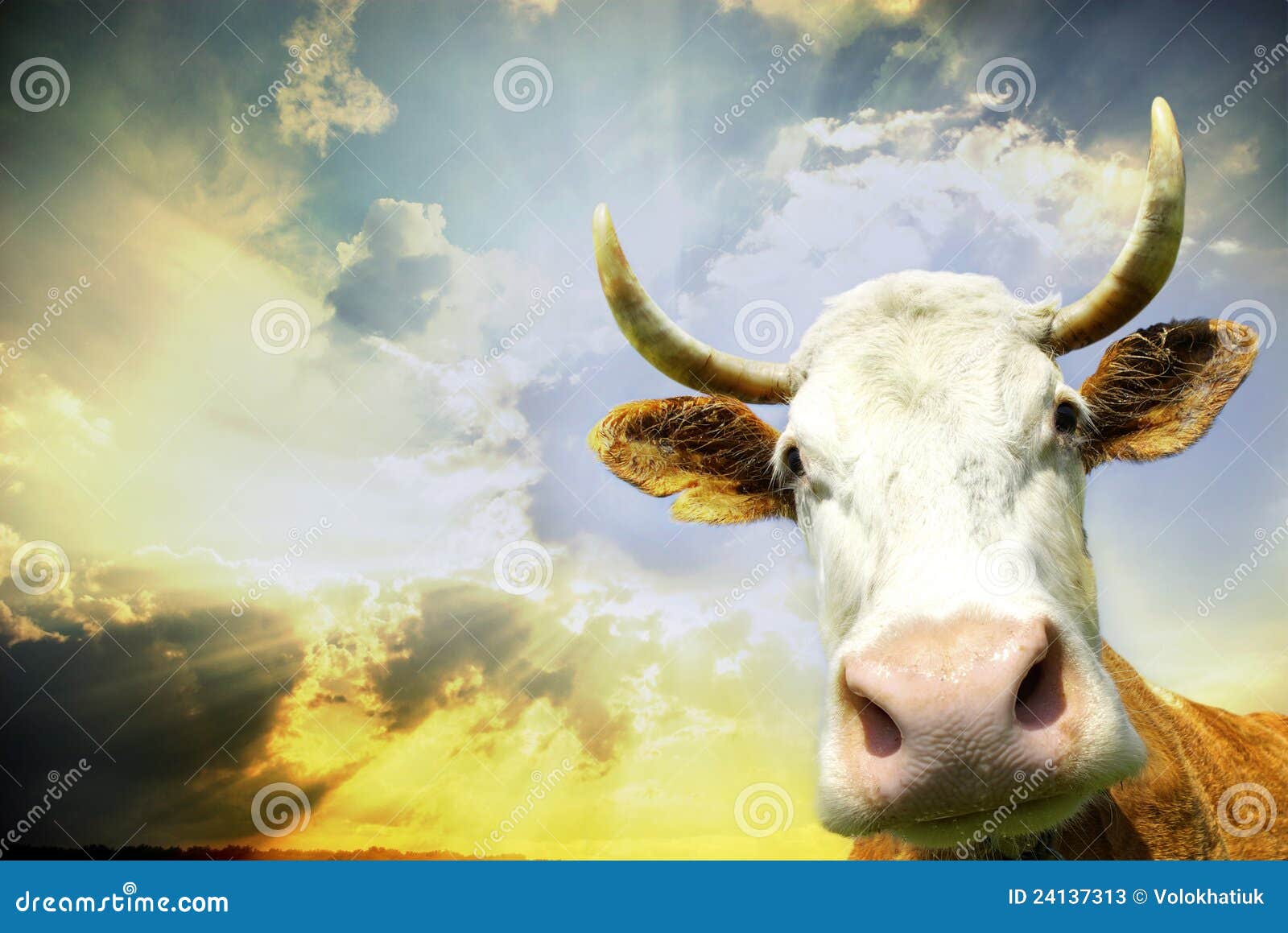 Cow on sky stock image. Image of animal, blue, summer - 24137313