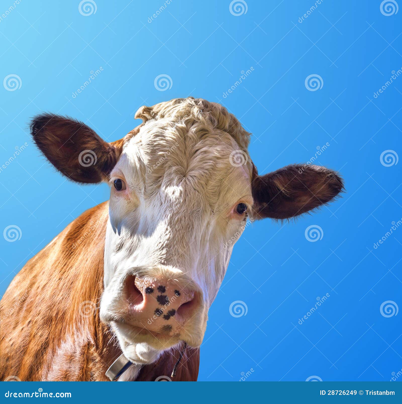Cow and sky stock image. Image of space, face, hair, front - 28726249